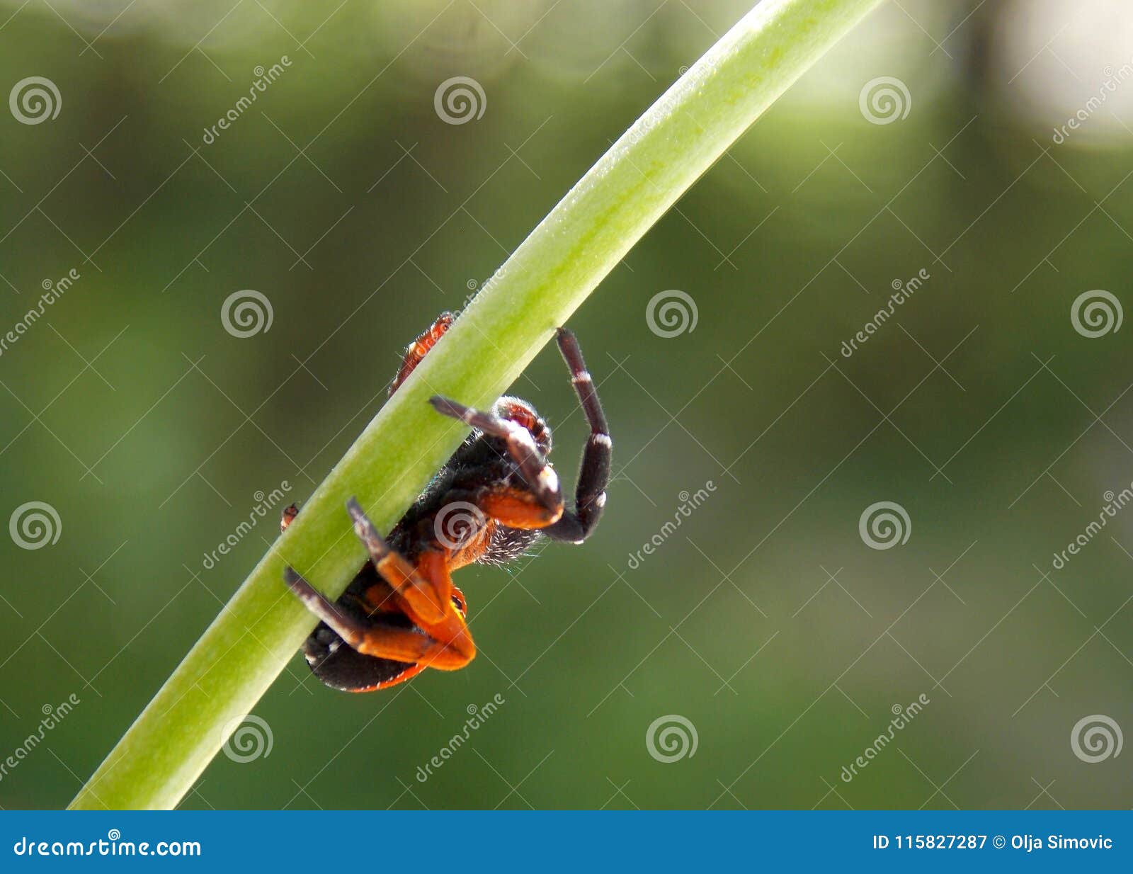 Red spider on a plant stock image. Image of animal, plant - 115827287