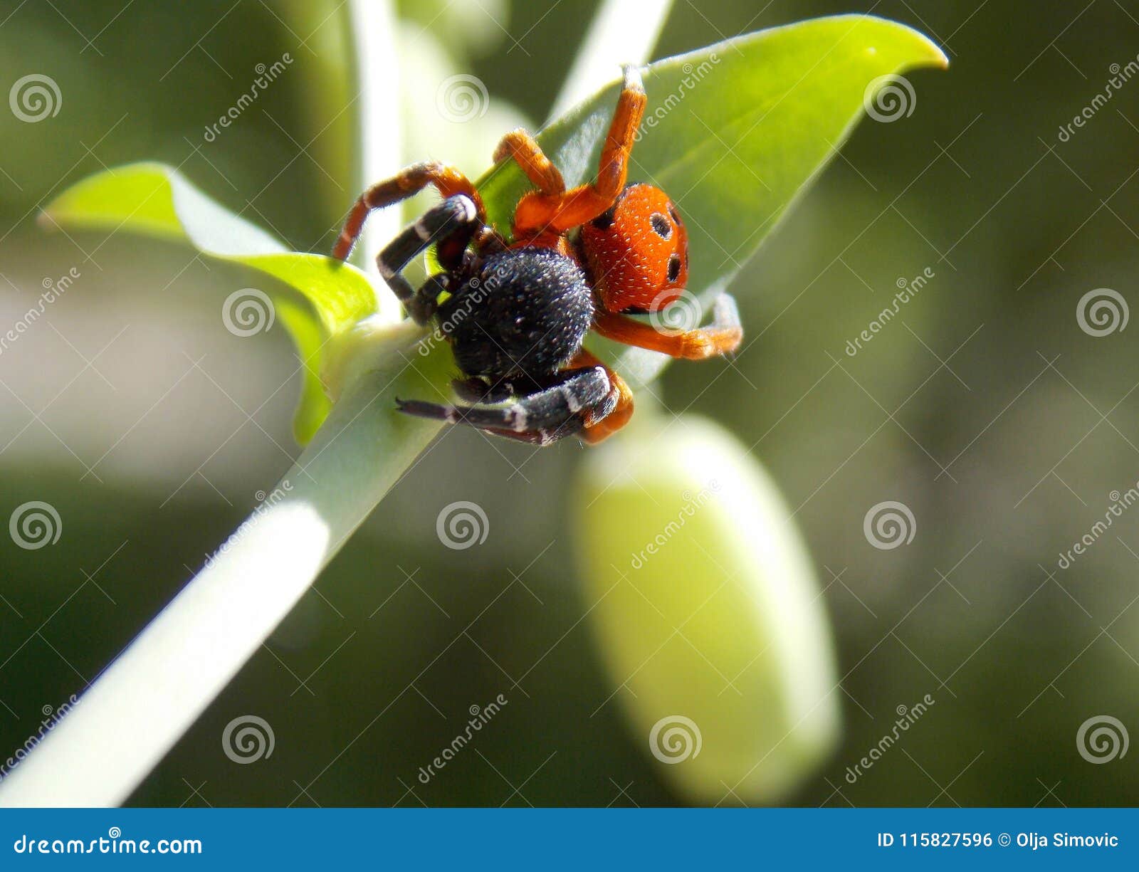 Red spider on a plant stock photo. Image of macro, legs - 115827596
