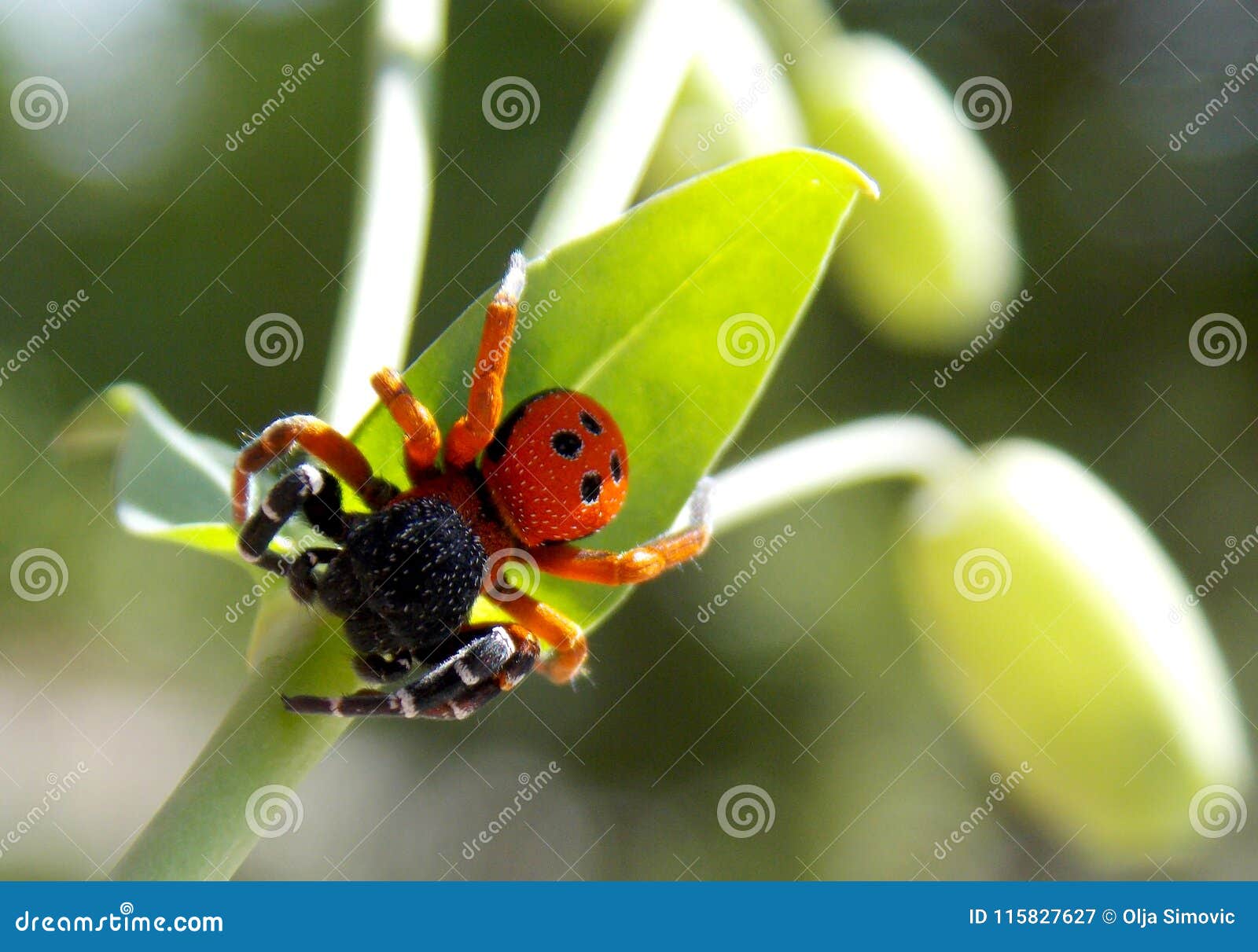 Red spider on a plant stock image. Image of spider, animal - 115827627