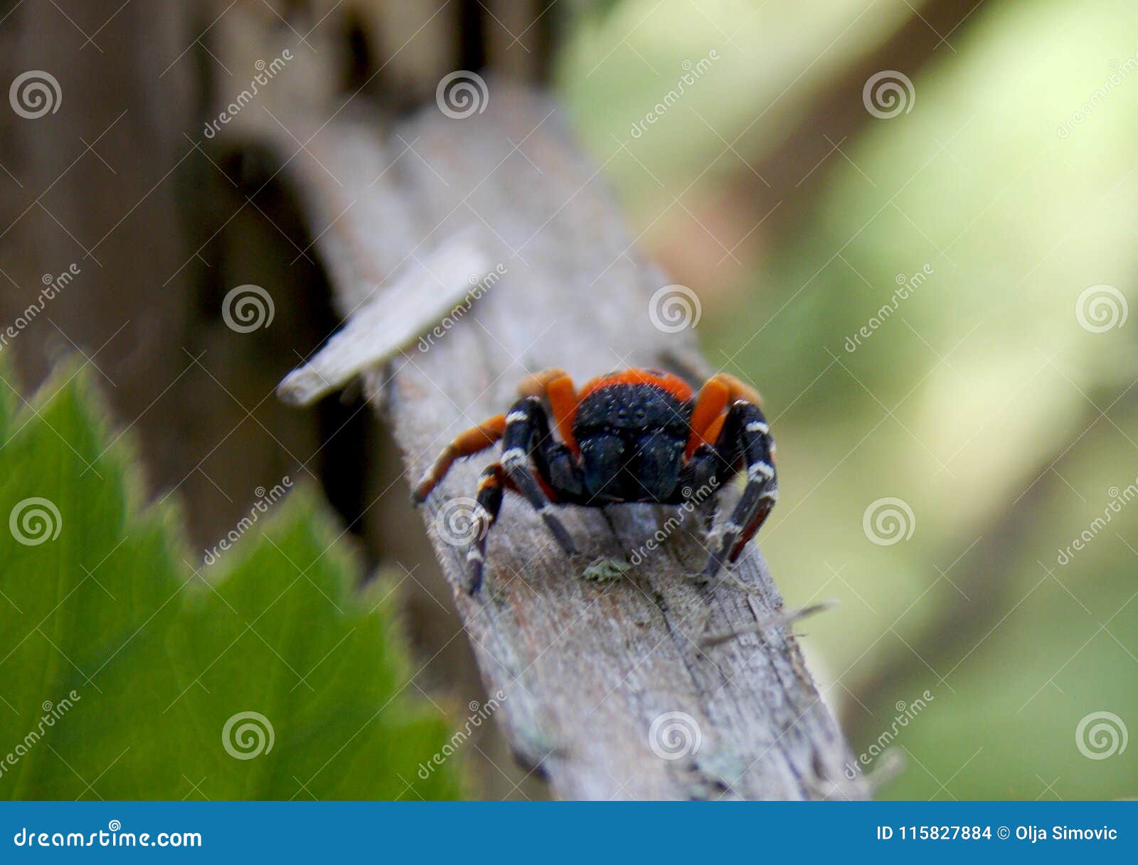Red spider on a plant stock photo. Image of plant, legs - 115827884