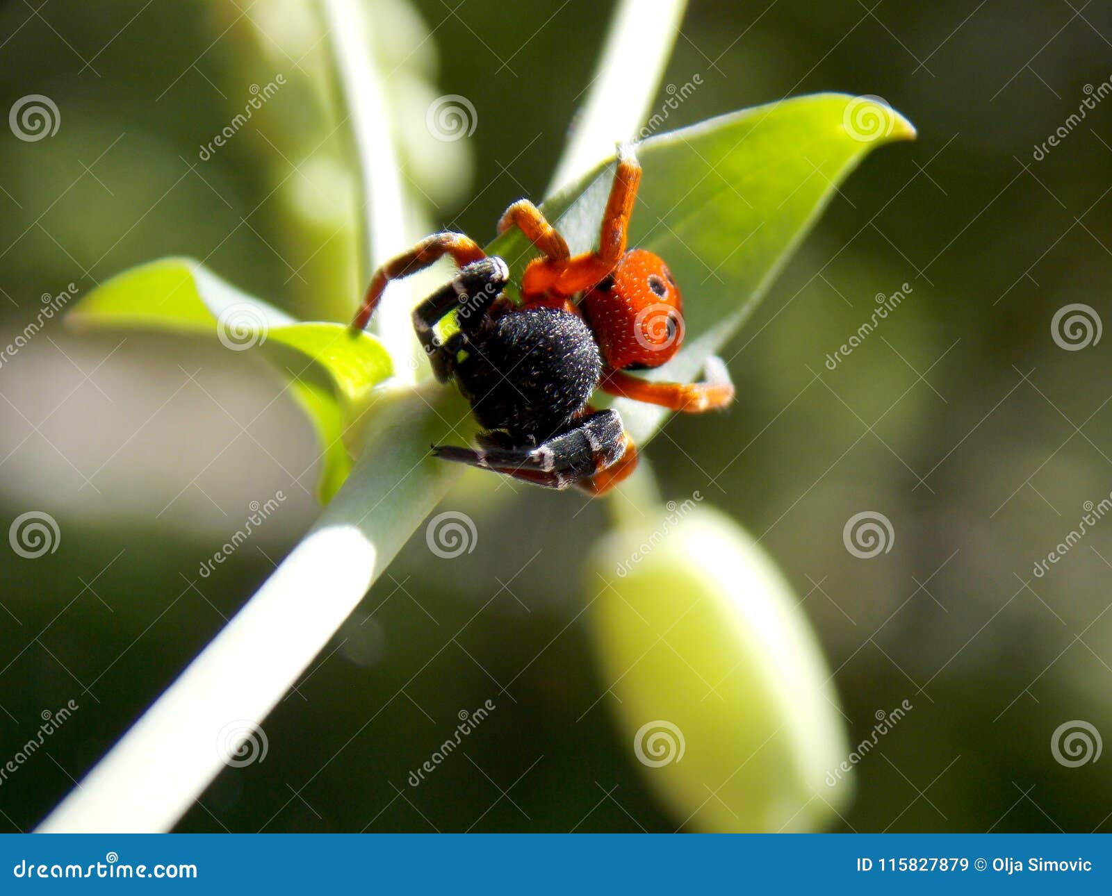 Red spider on a plant stock image. Image of color, plant - 115827879