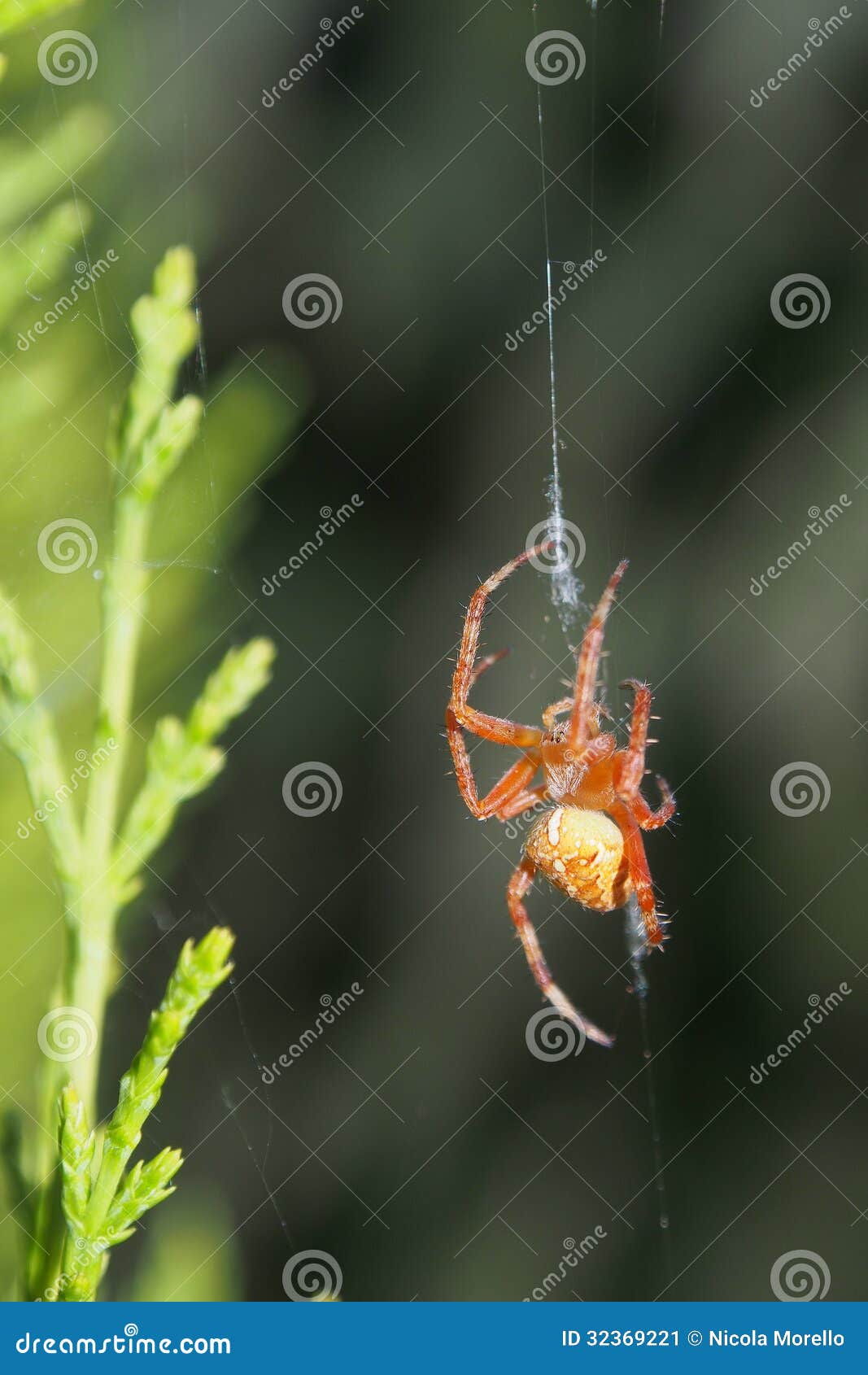 Red spider portrait stock image. Image of leaf, green - 32369221