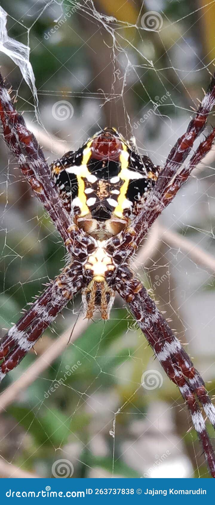 Red Spider with the Spider Web Stock Photo - Image of arthropod, animal ...