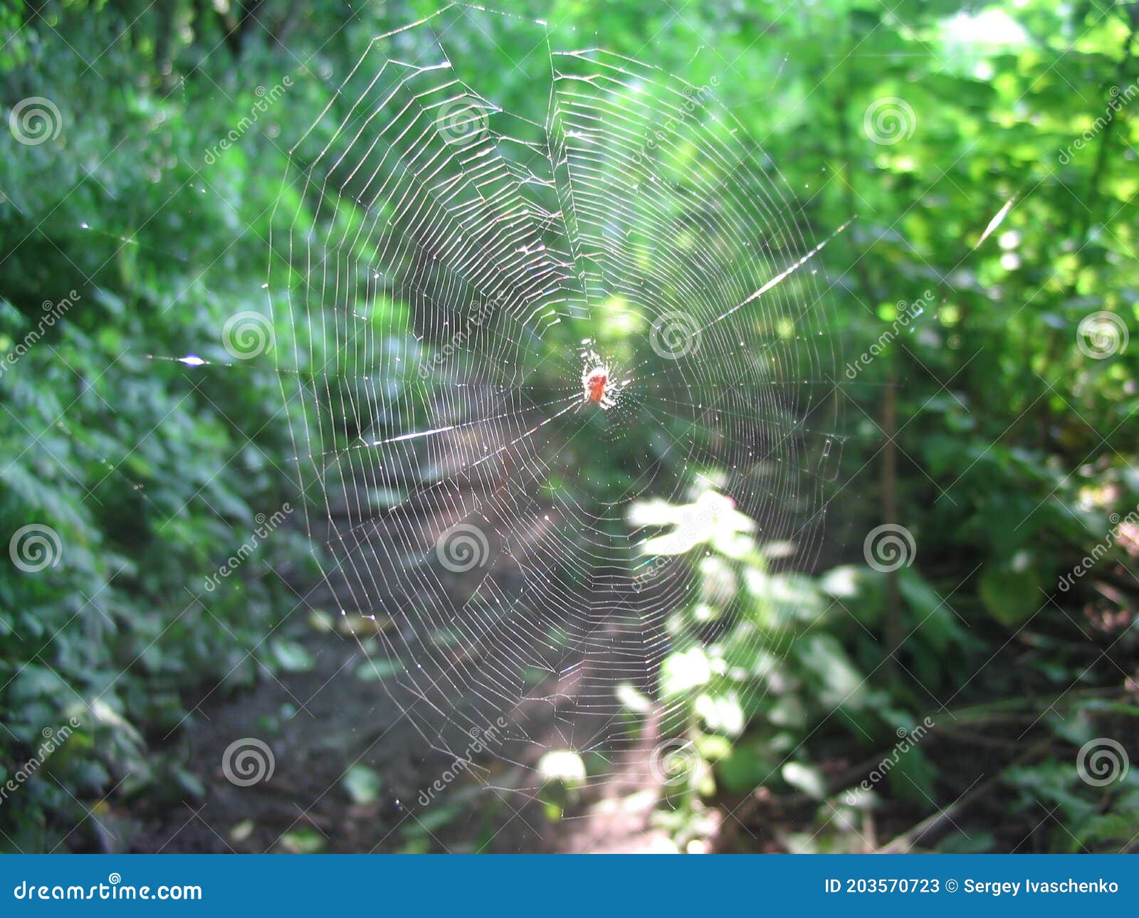 Red Spider with Spider Webs. Stock Image - Image of spider, ukraine ...