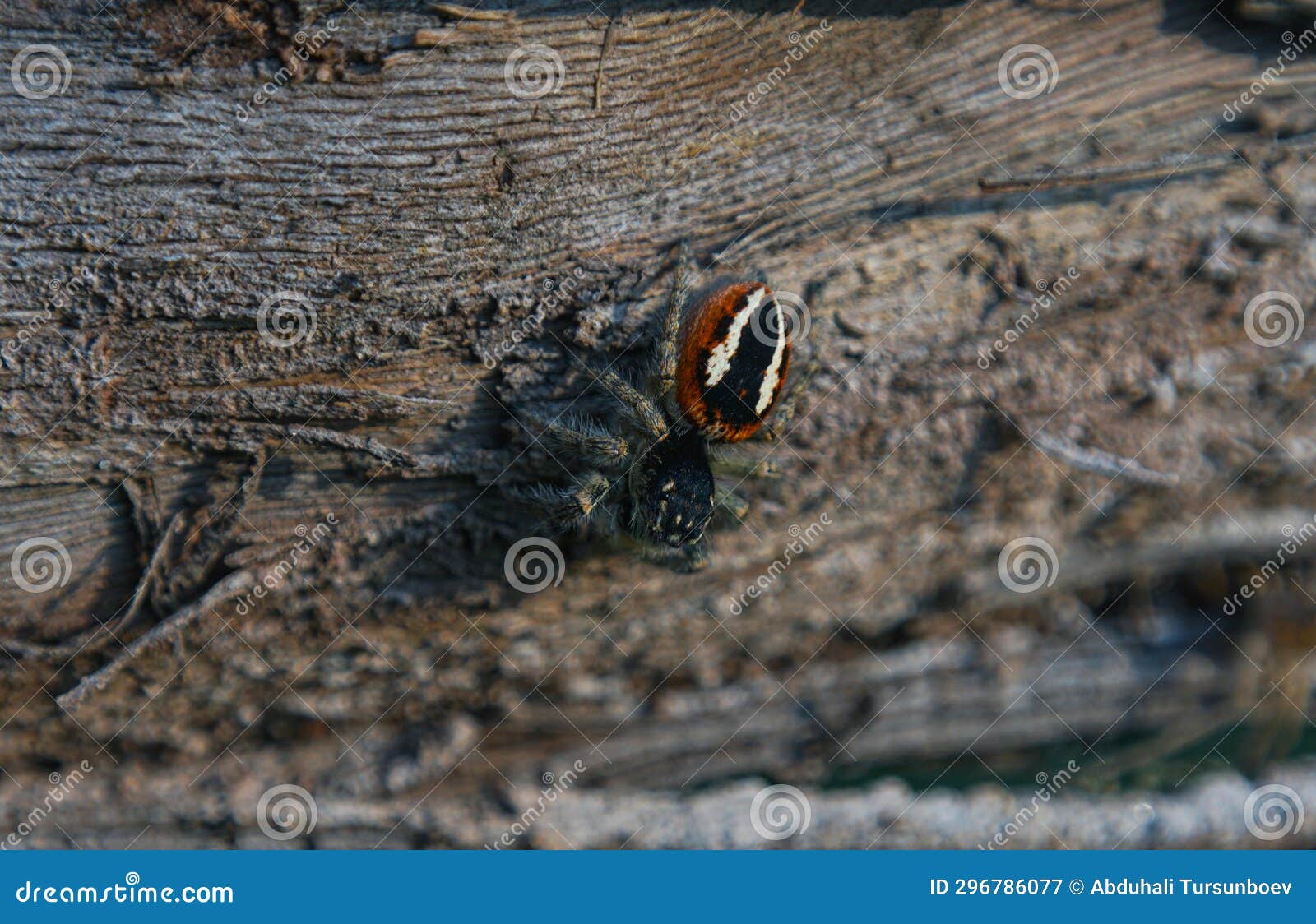 A Red Spider on a Tree Branch Stock Image - Image of wood, animal ...