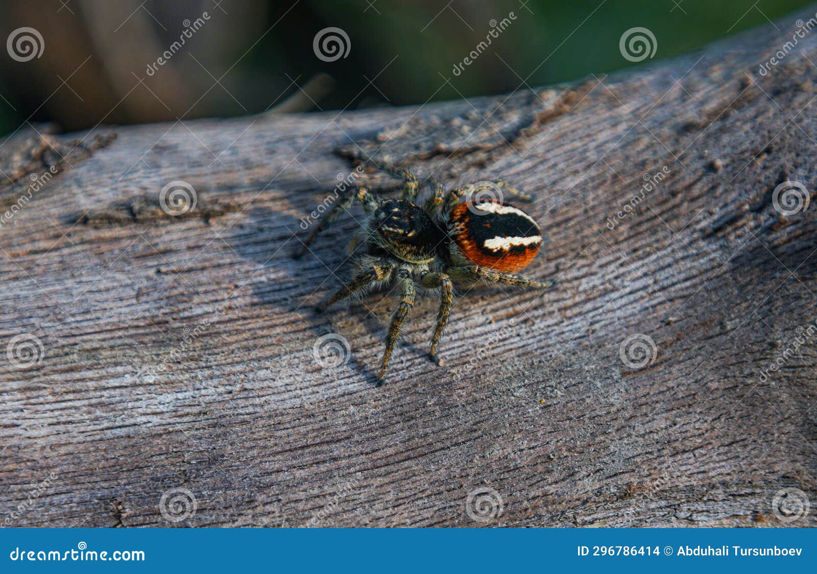 A Red Spider on a Tree Branch Stock Photo - Image of green, scary ...