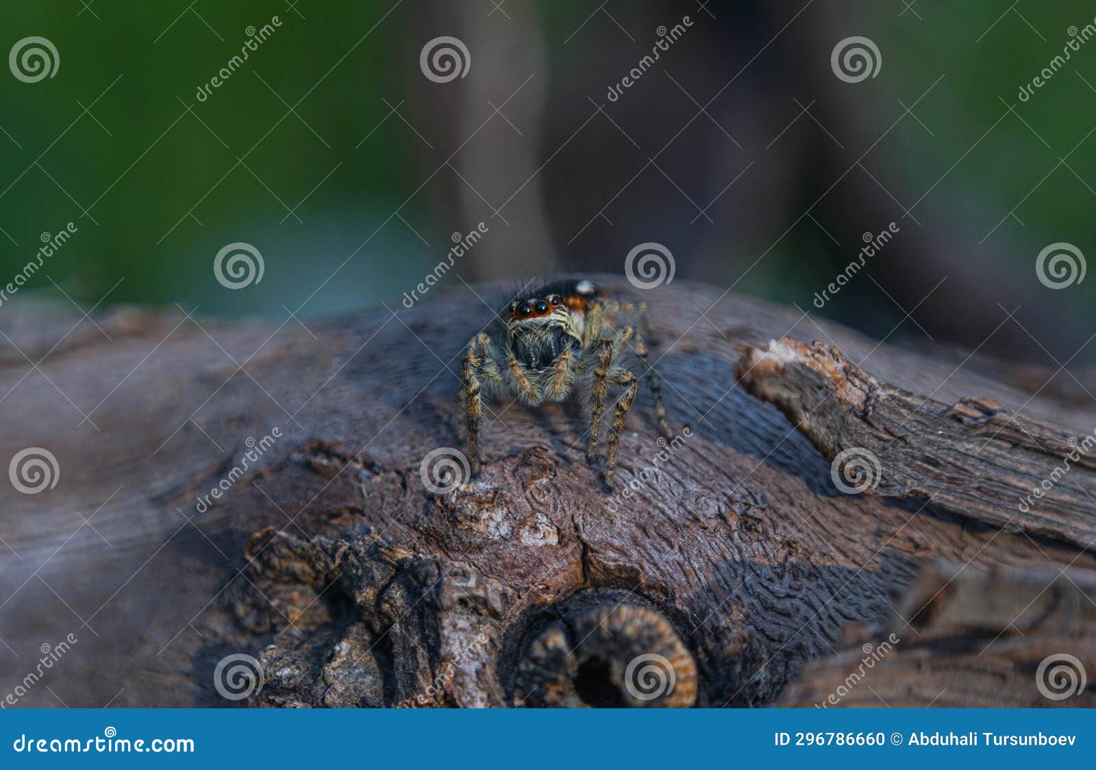 A Red Spider on a Tree Branch Stock Photo - Image of animal, small ...
