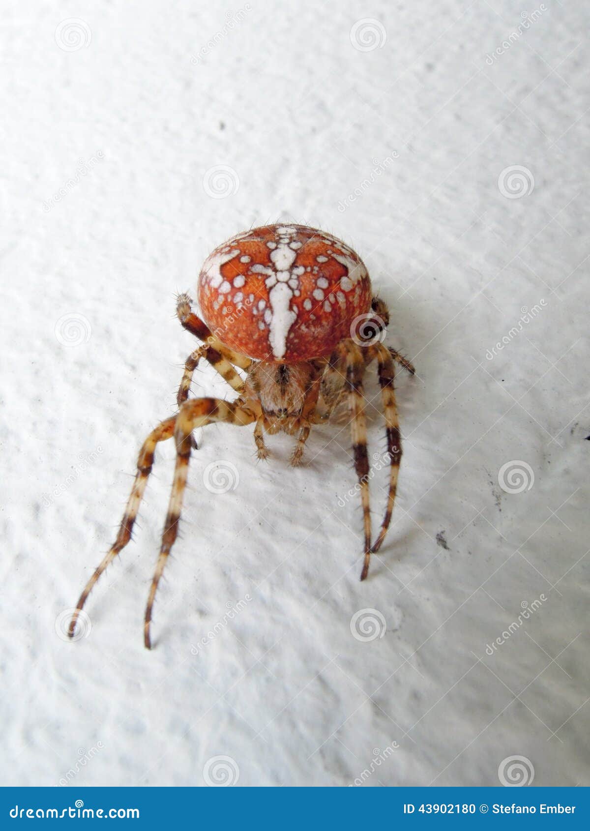 Red spider stock photo. Image of white, wildlife, garden - 43902180