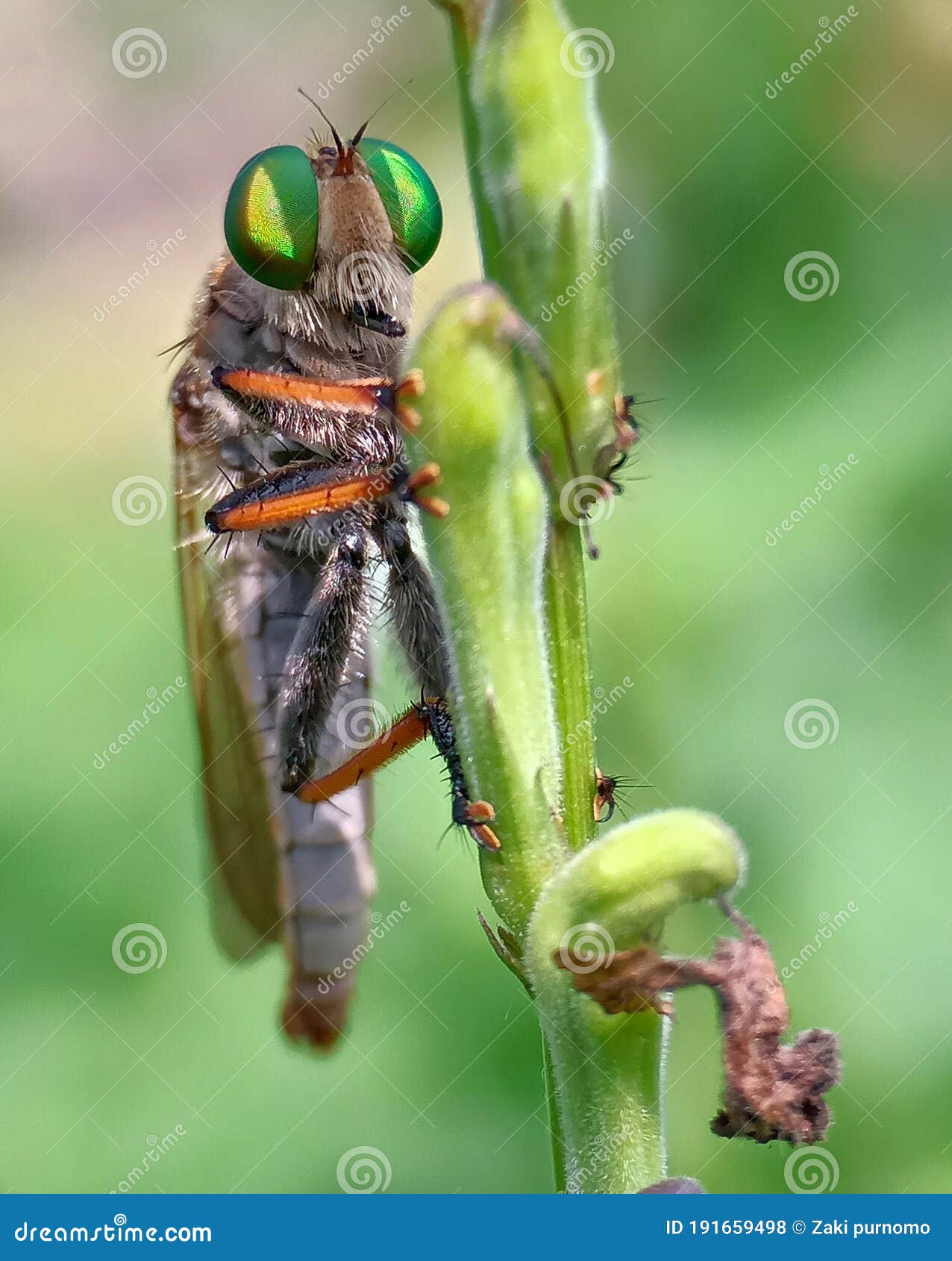 Rainbow robberfly stock photo. Image of leaf, dragonfly - 191659498