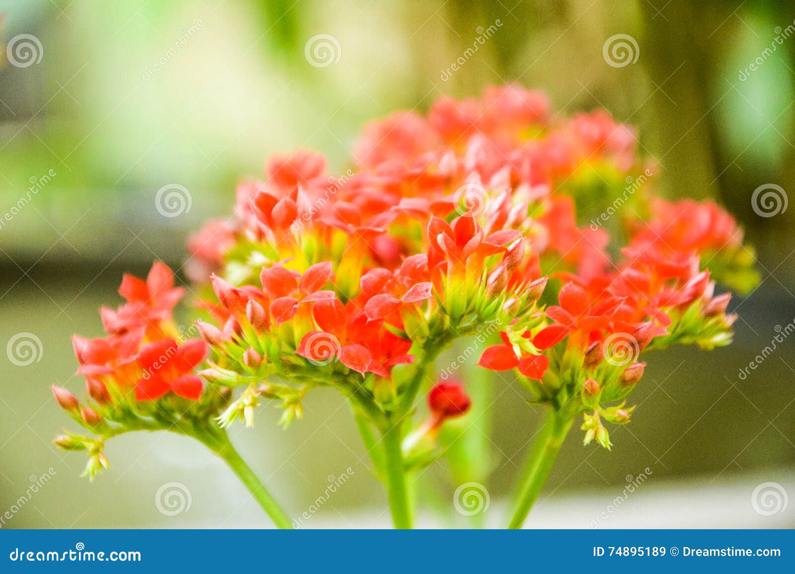 Red spike flower stock image. Image of decorative, garden - 74895189