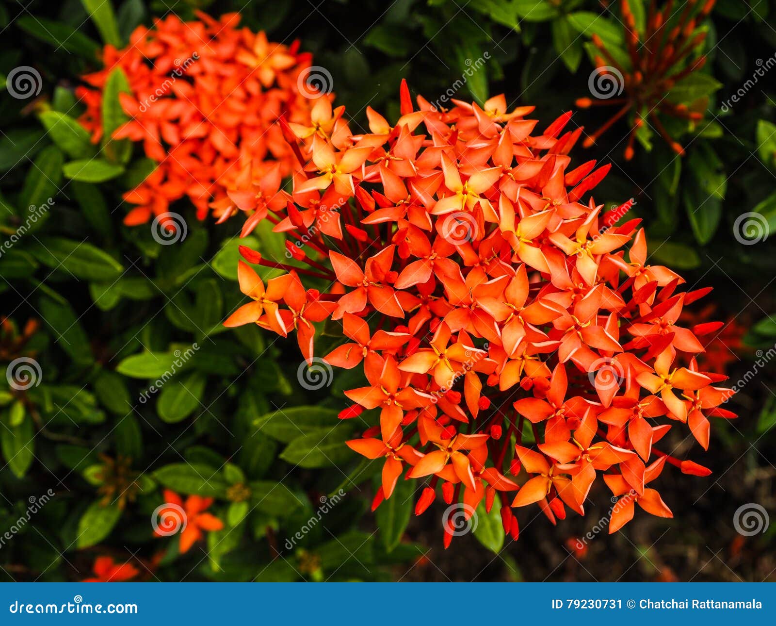 Red spike flower stock image. Image of leaf, butter, flower - 79230731