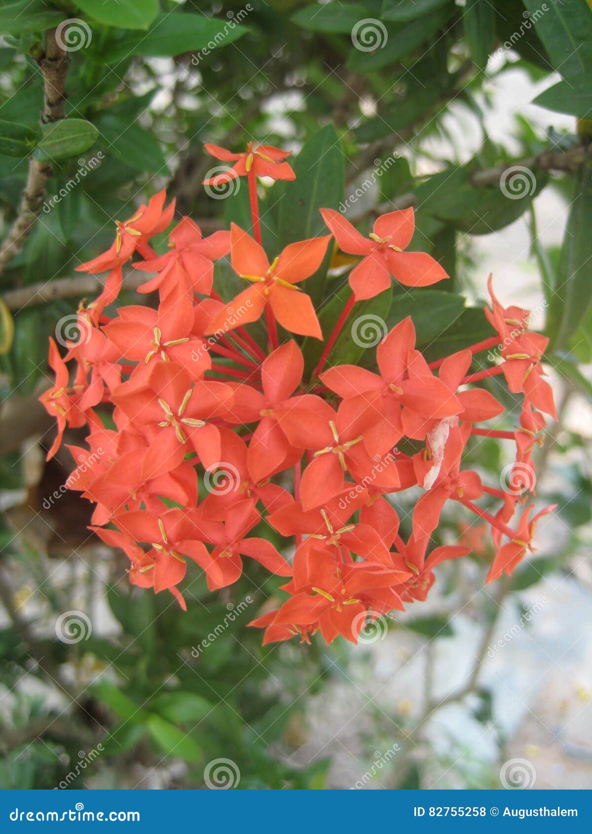 Red spike flower stock photo. Image of common, bouquet - 82755258