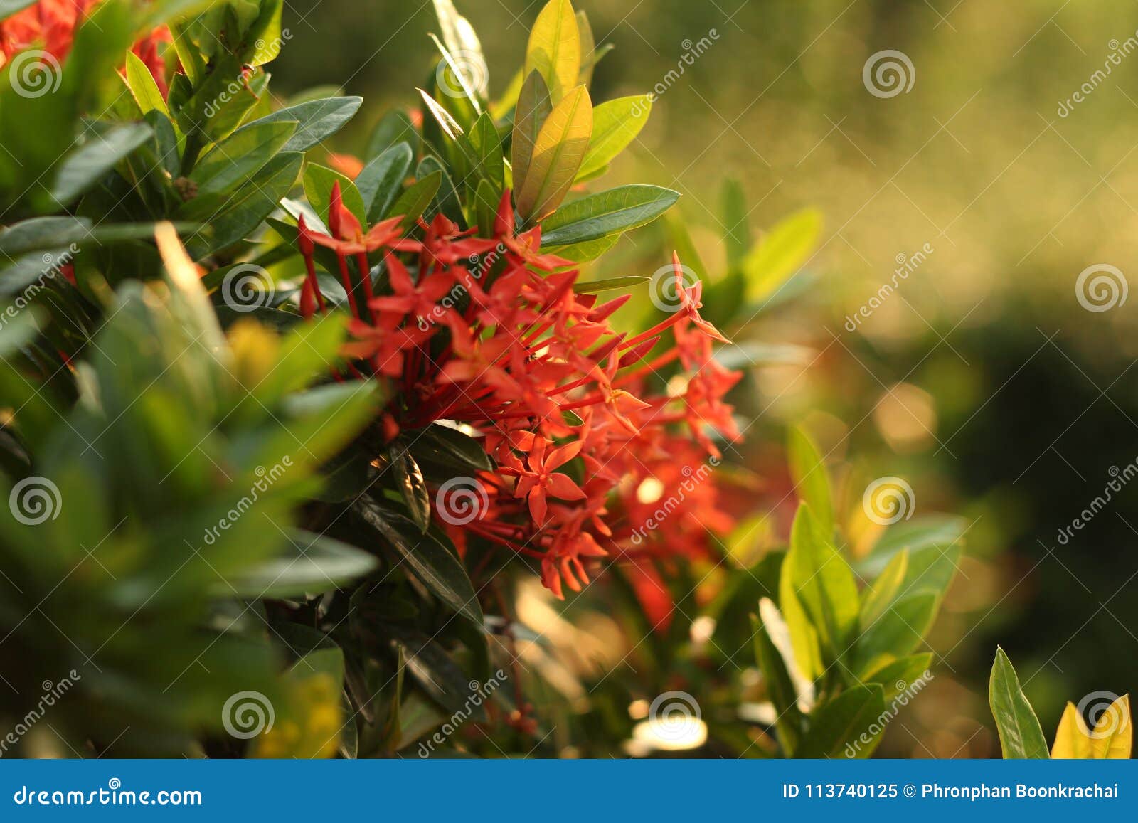 Red spike flower stock image. Image of background, chinensis - 113740125