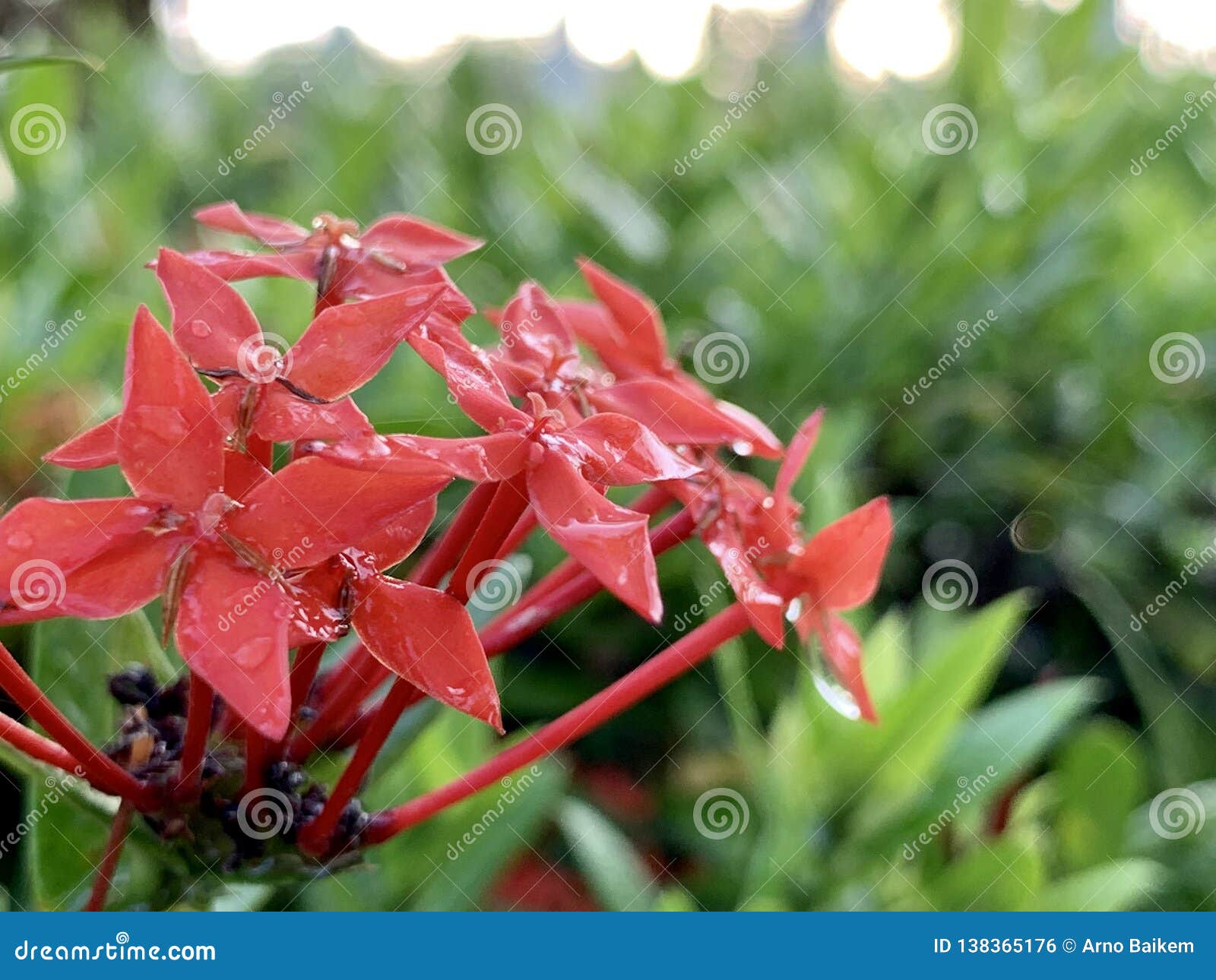 Red Spike Flowers in the Morning Stock Photo - Image of growth, beauty ...
