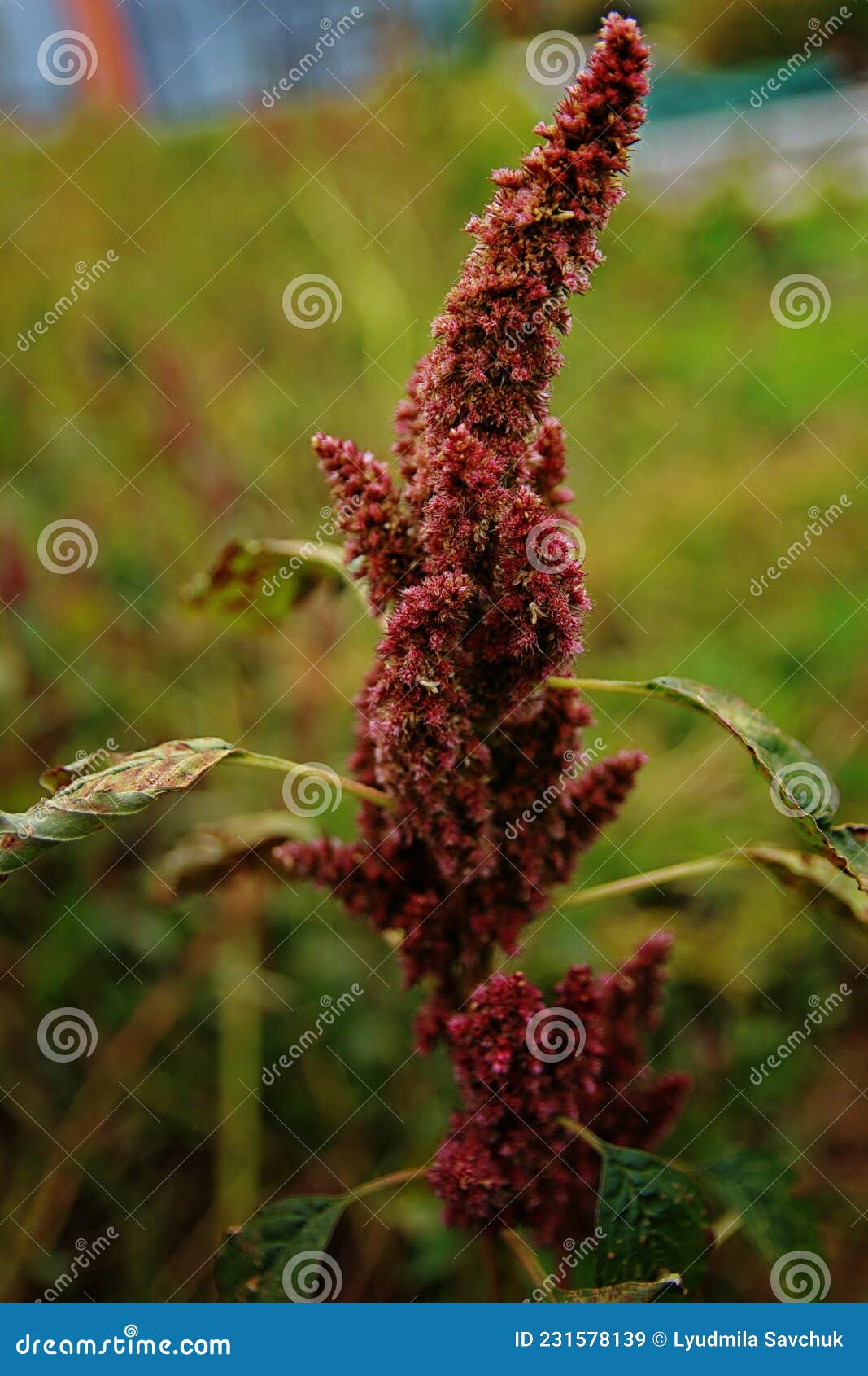 A Red Spike of Grass Seeds on a Green Background Stock Image - Image of ...