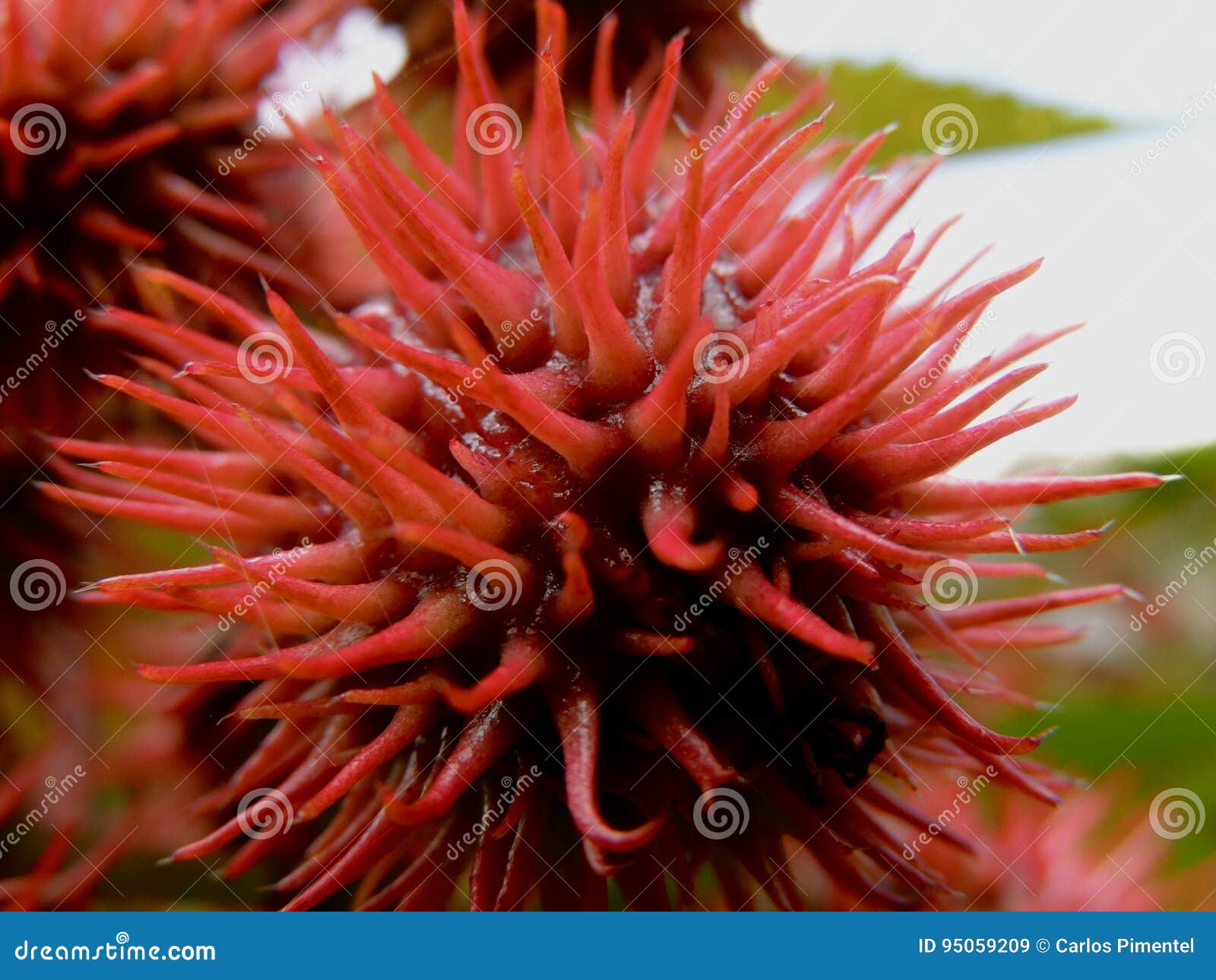 Red Spike Seed Pod stock image. Image of detail, nature - 95059209