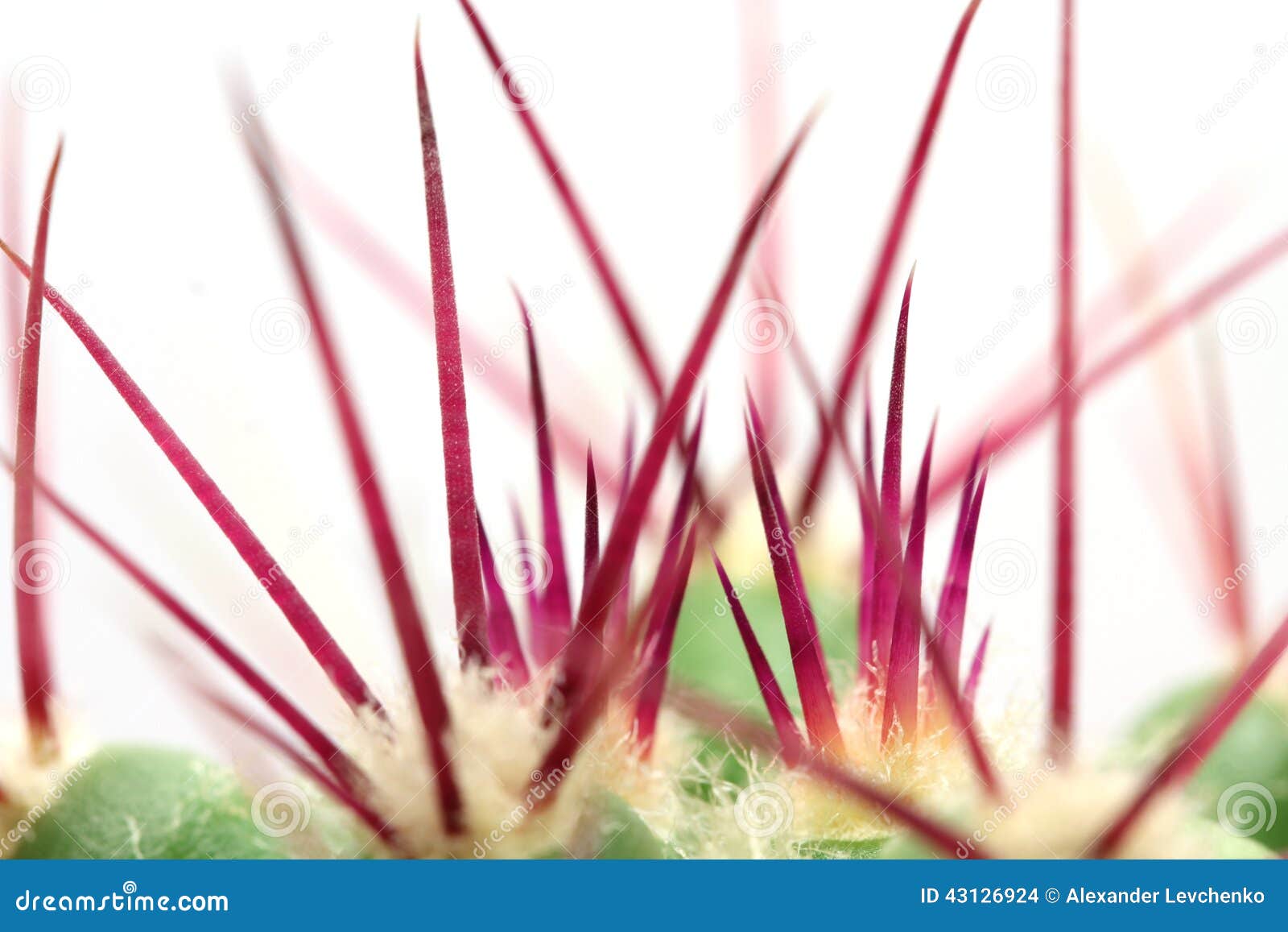 Red spikes of green cactus stock photo. Image of fruit - 43126924