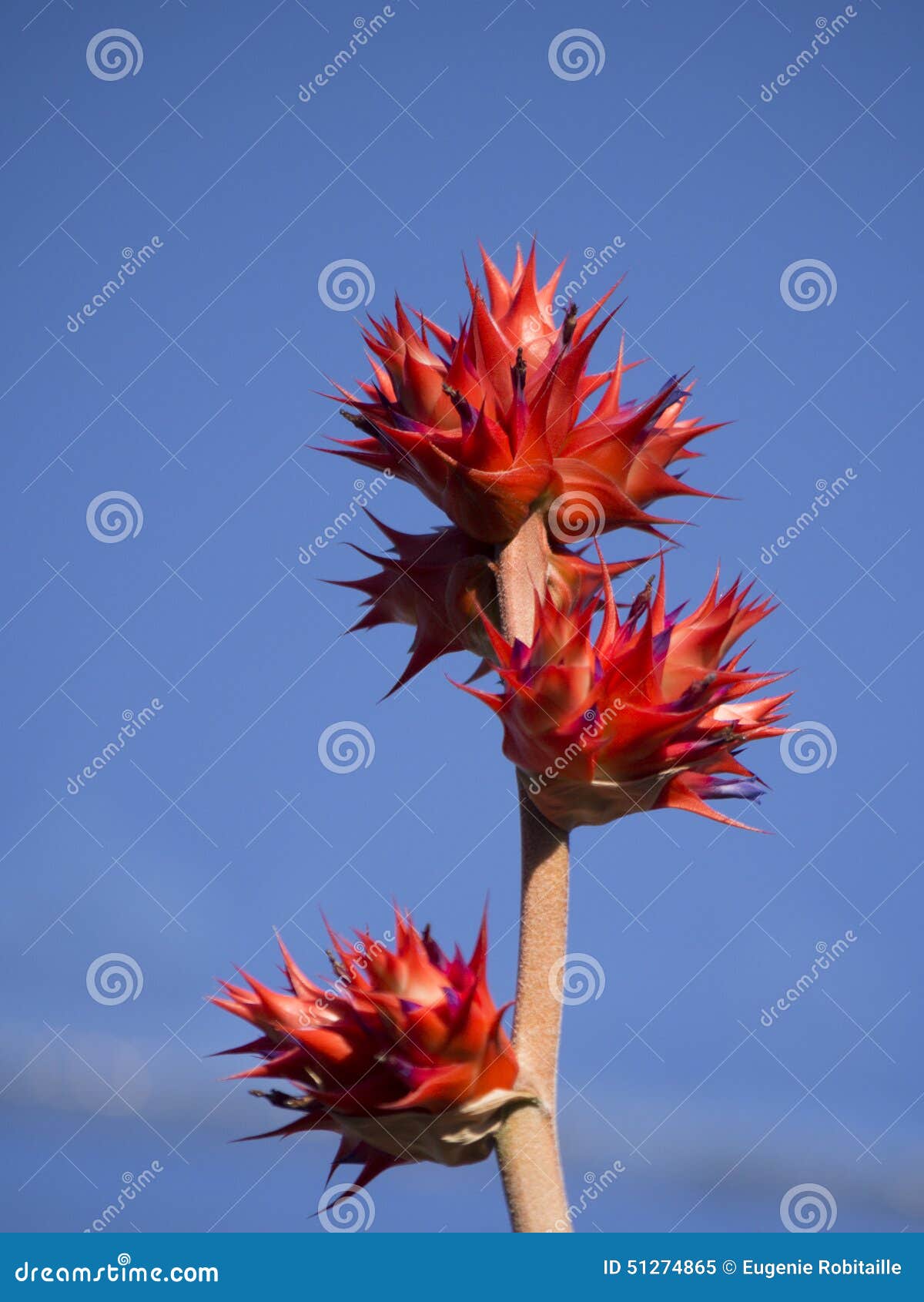Red spiky flower in bloom stock image. Image of montreal - 51274865