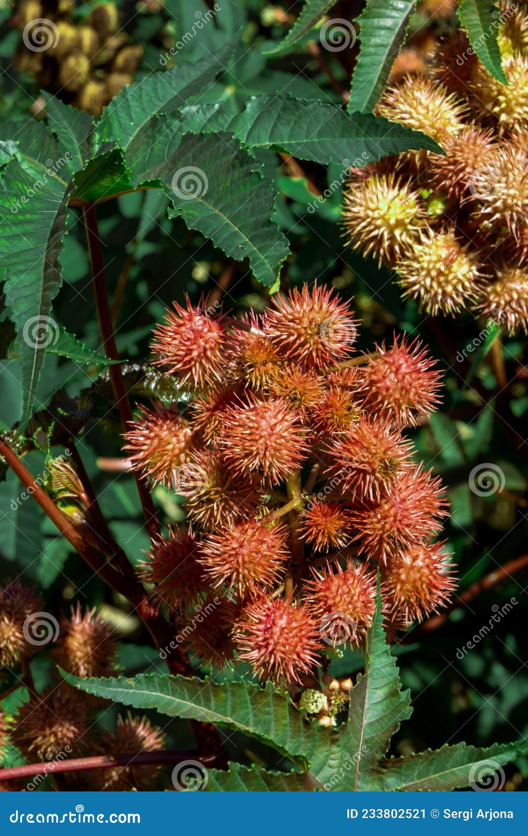 Spiky Fruit Growing On Tree Stock Image | CartoonDealer.com #25295509