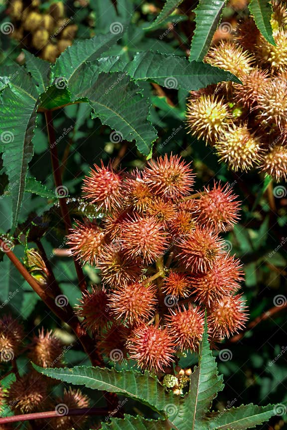 Red and Spiky Fruit of a Tree Stock Image - Image of fresh, growing ...