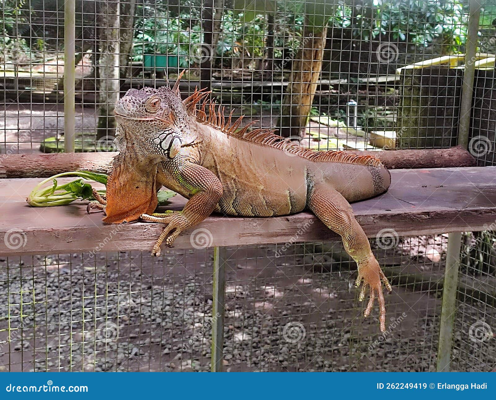 Red Spiky Iguana Lizard Sunbathing in the Morning Stock Image - Image ...