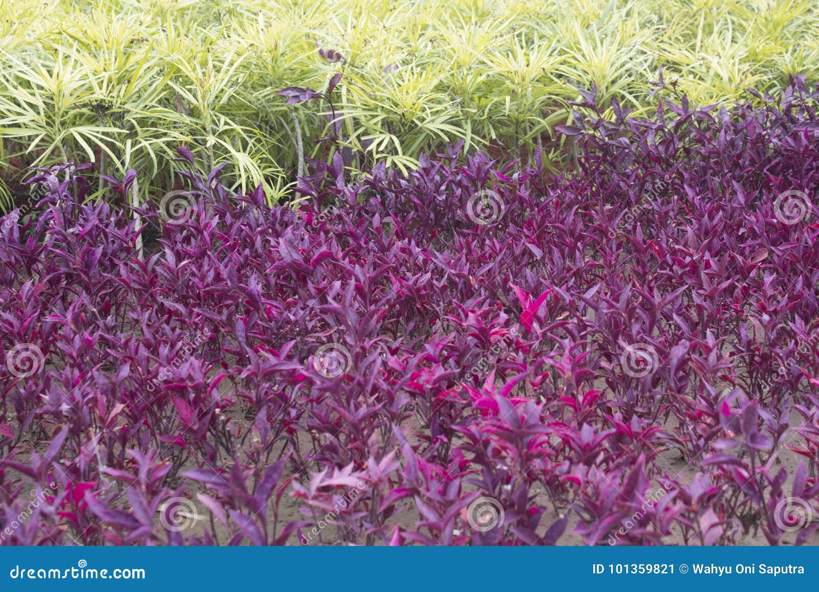 Red spinach stock image. Image of spinach, garden, farming - 101359821