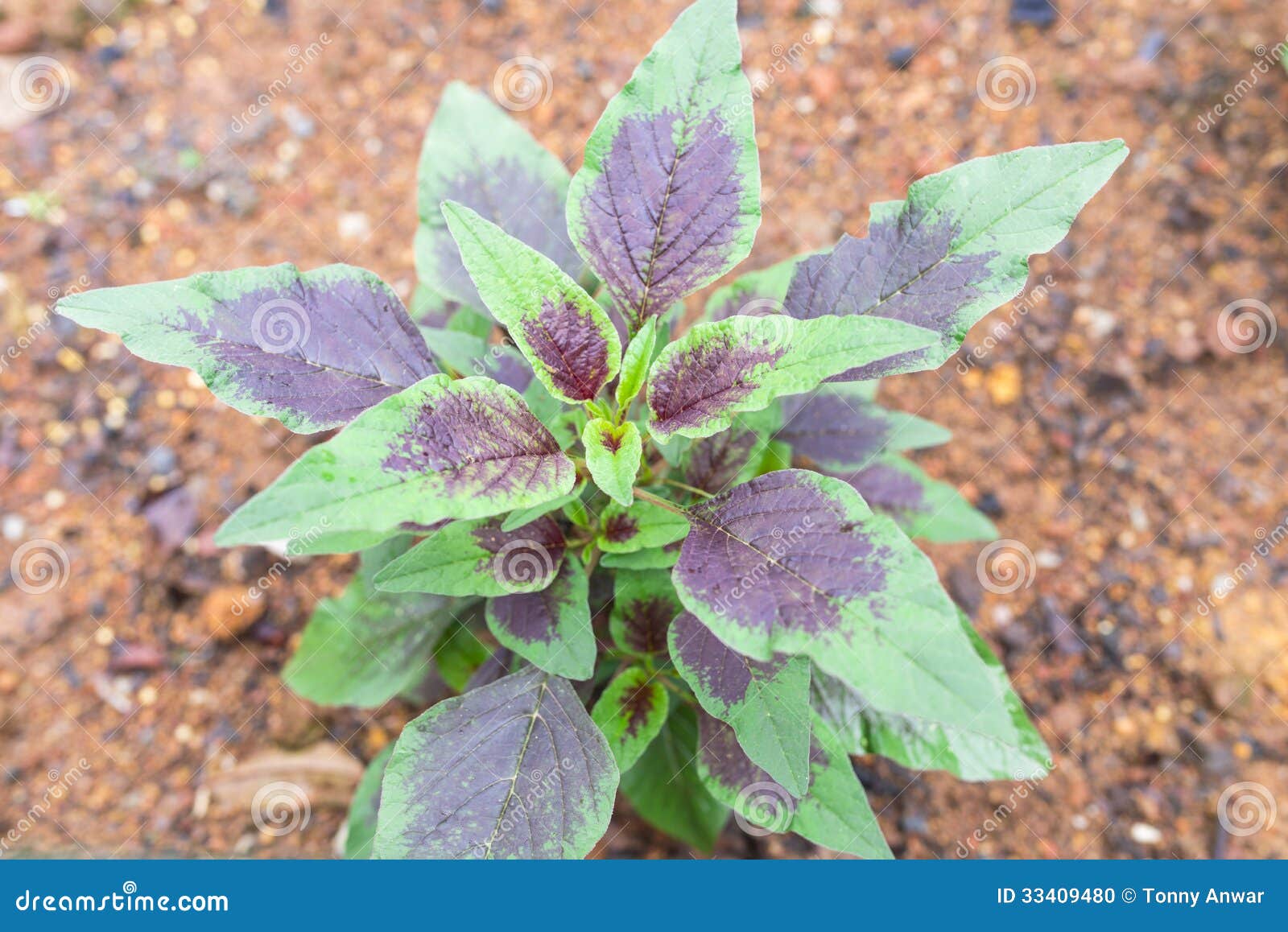 Red Spinach stock photo. Image of food, plant, ingredient - 33409480