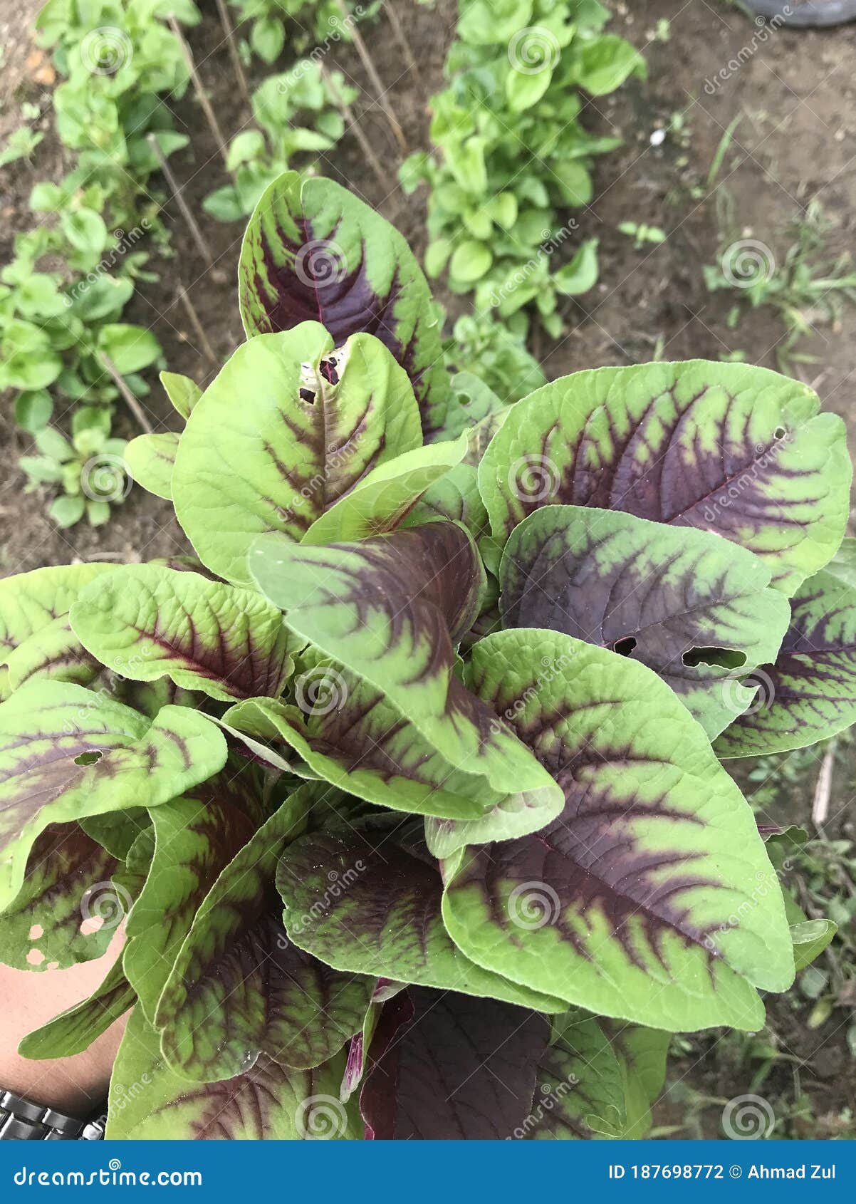 Red Spinach stock photo. Image of looking, spinach, grow - 187698772