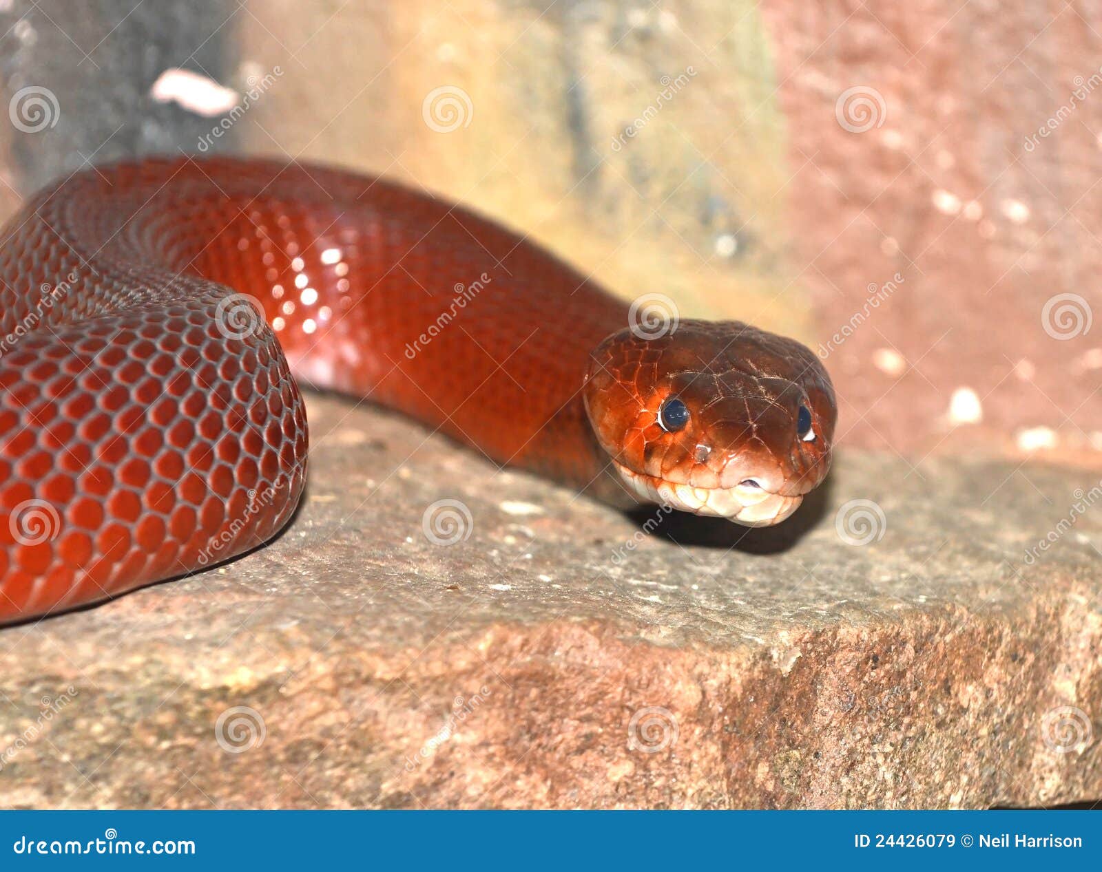Red Spitting cobra stock image. Image of pallida, spitting - 24426079