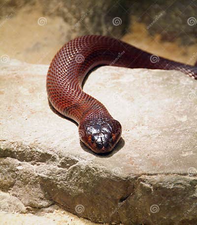 Red Spitting Cobra stock image. Image of jungle, danger - 6555237