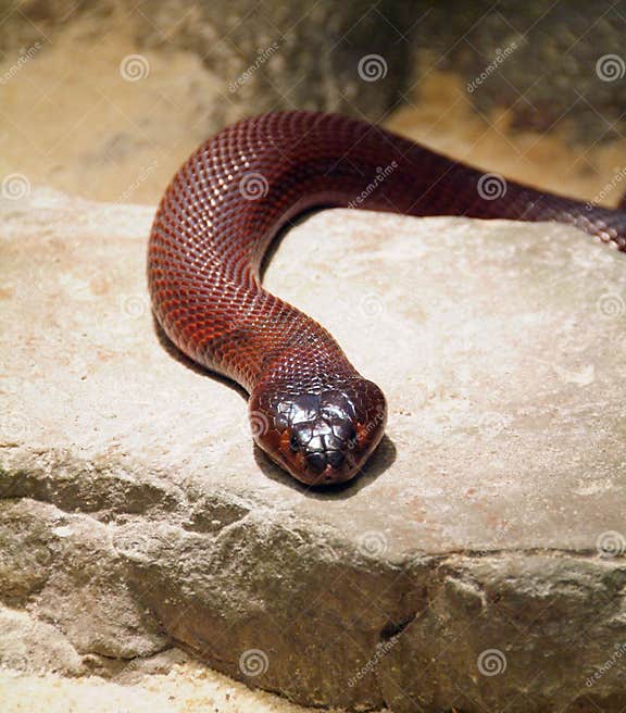 Red Spitting Cobra stock image. Image of jungle, danger - 6555237
