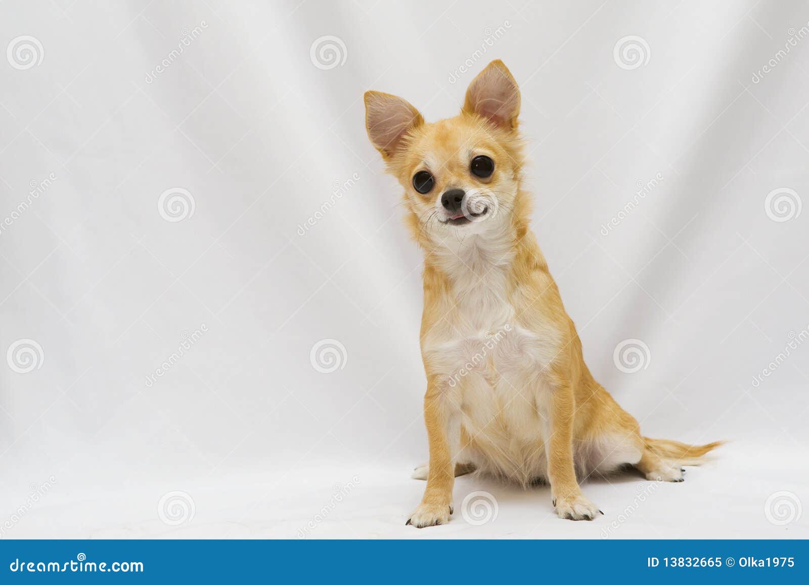 Red Spitz Dog with Big Eyes Stock Image - Image of hound, pure: 13832665