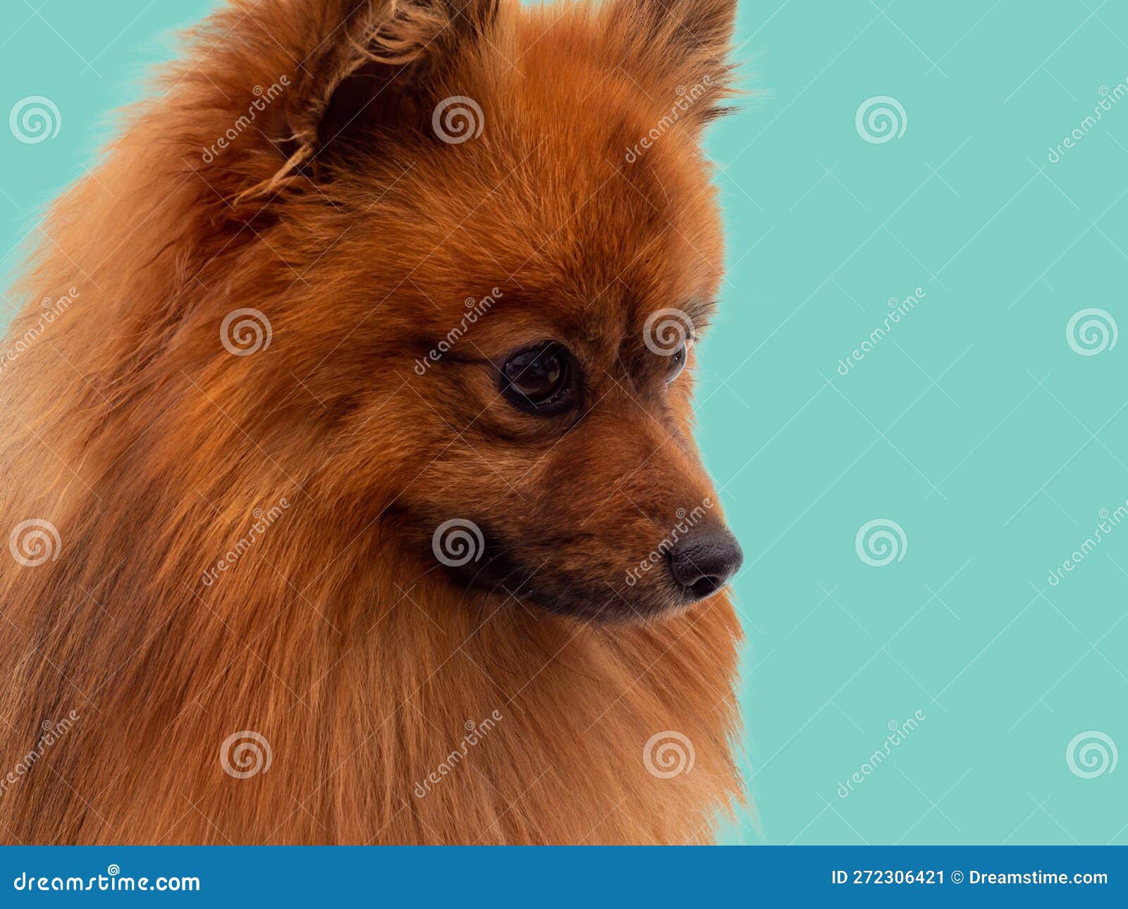 Red Spitz Dog Breed Isolated on Blue Background. Stock Image - Image of ...