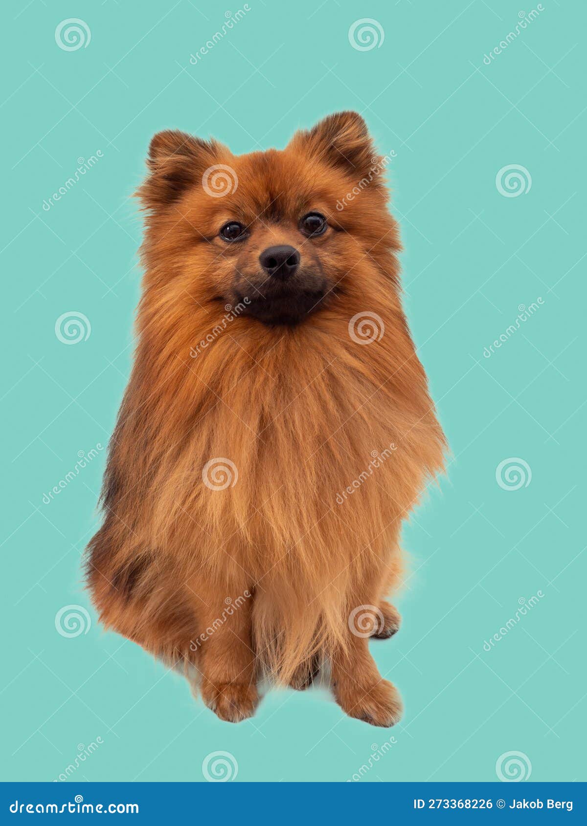 Red Spitz Dog Breed Isolated on Blue Background. Stock Photo - Image of ...
