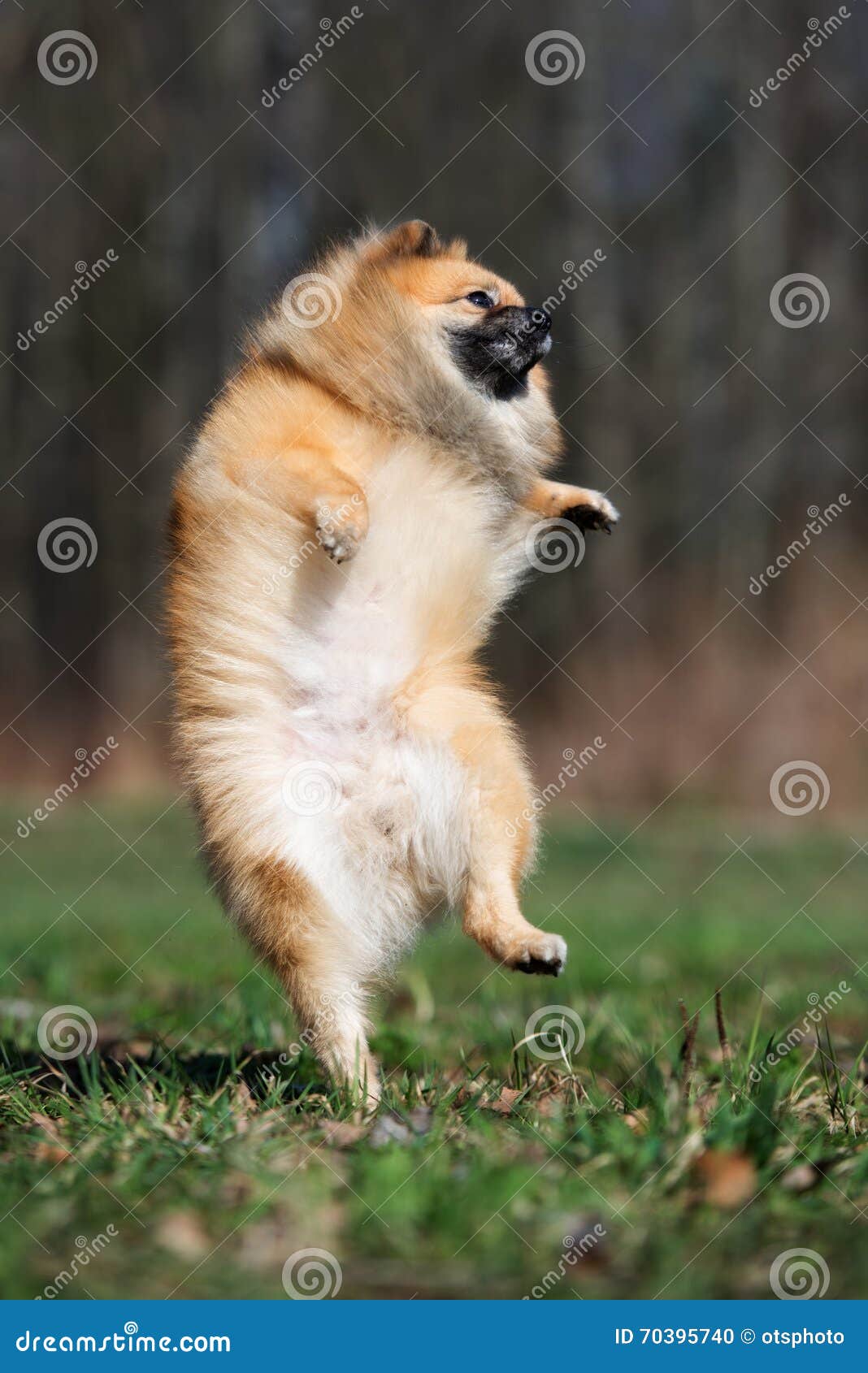 Red Spitz Dog Jumping Up Outdoors Stock Photo - Image of spring ...