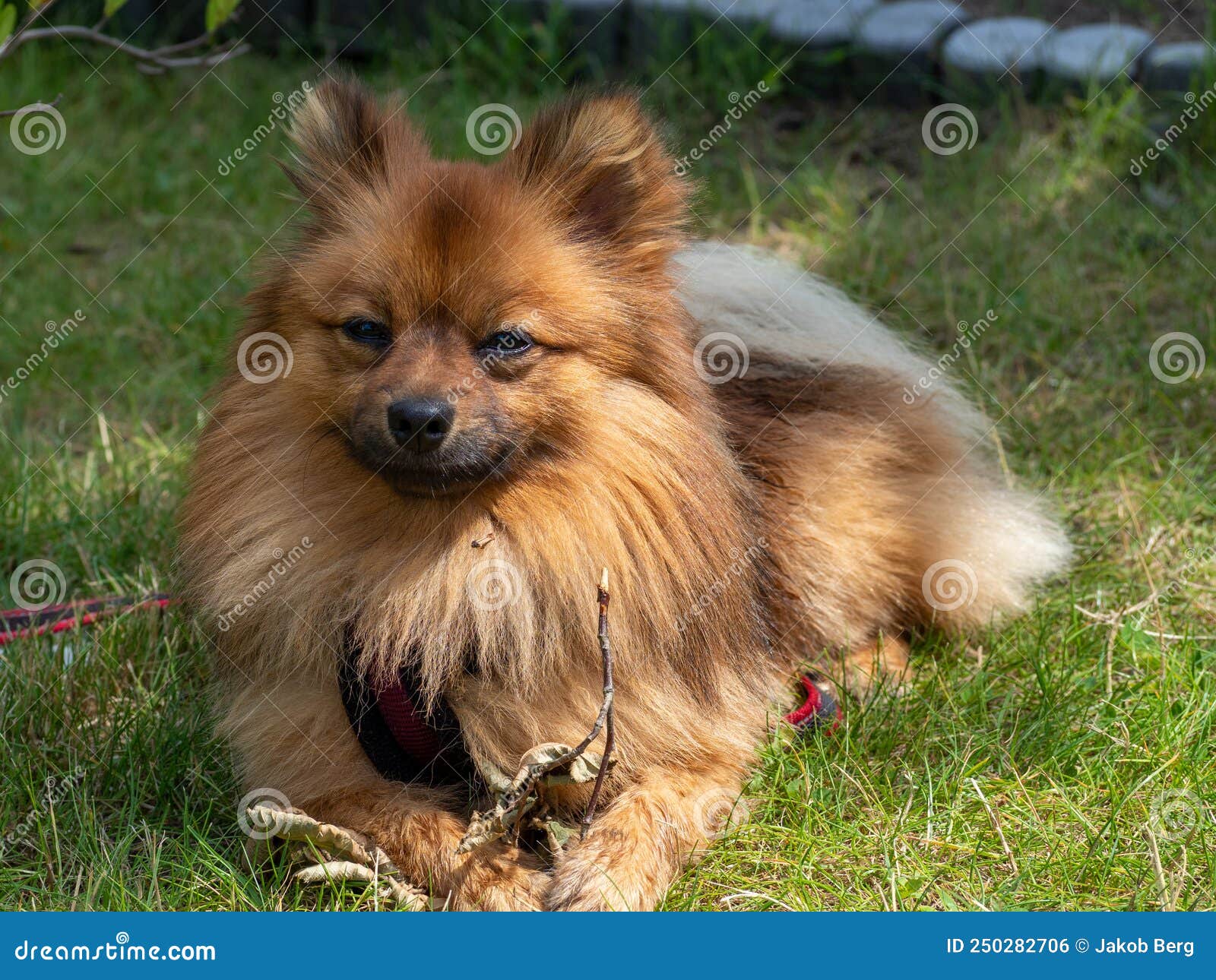 Red Spitz on the lawn. stock photo. Image of park, animal - 250282706