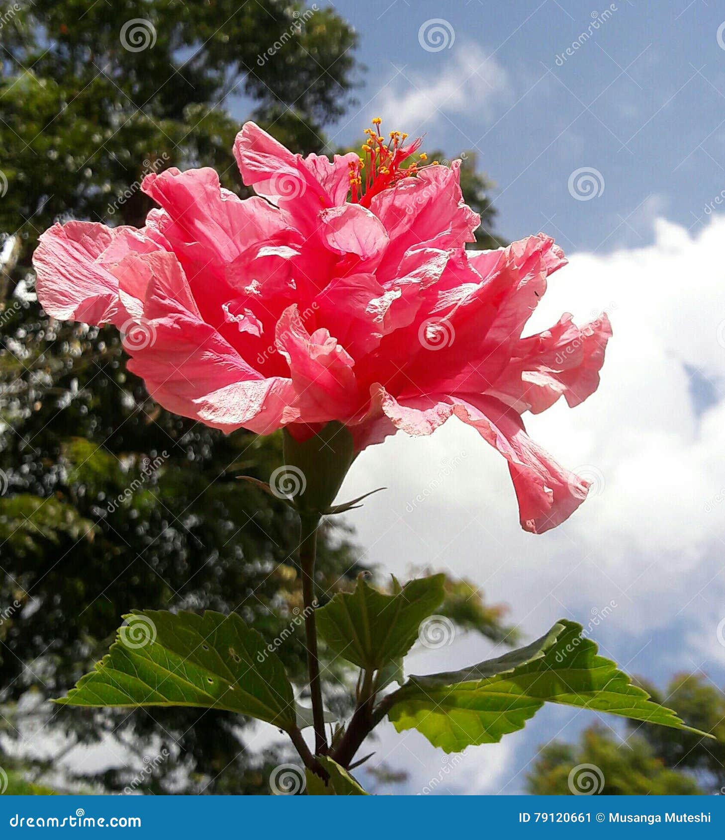 Red Splendor stock image. Image of bloom, sunlight, splenidid - 79120661