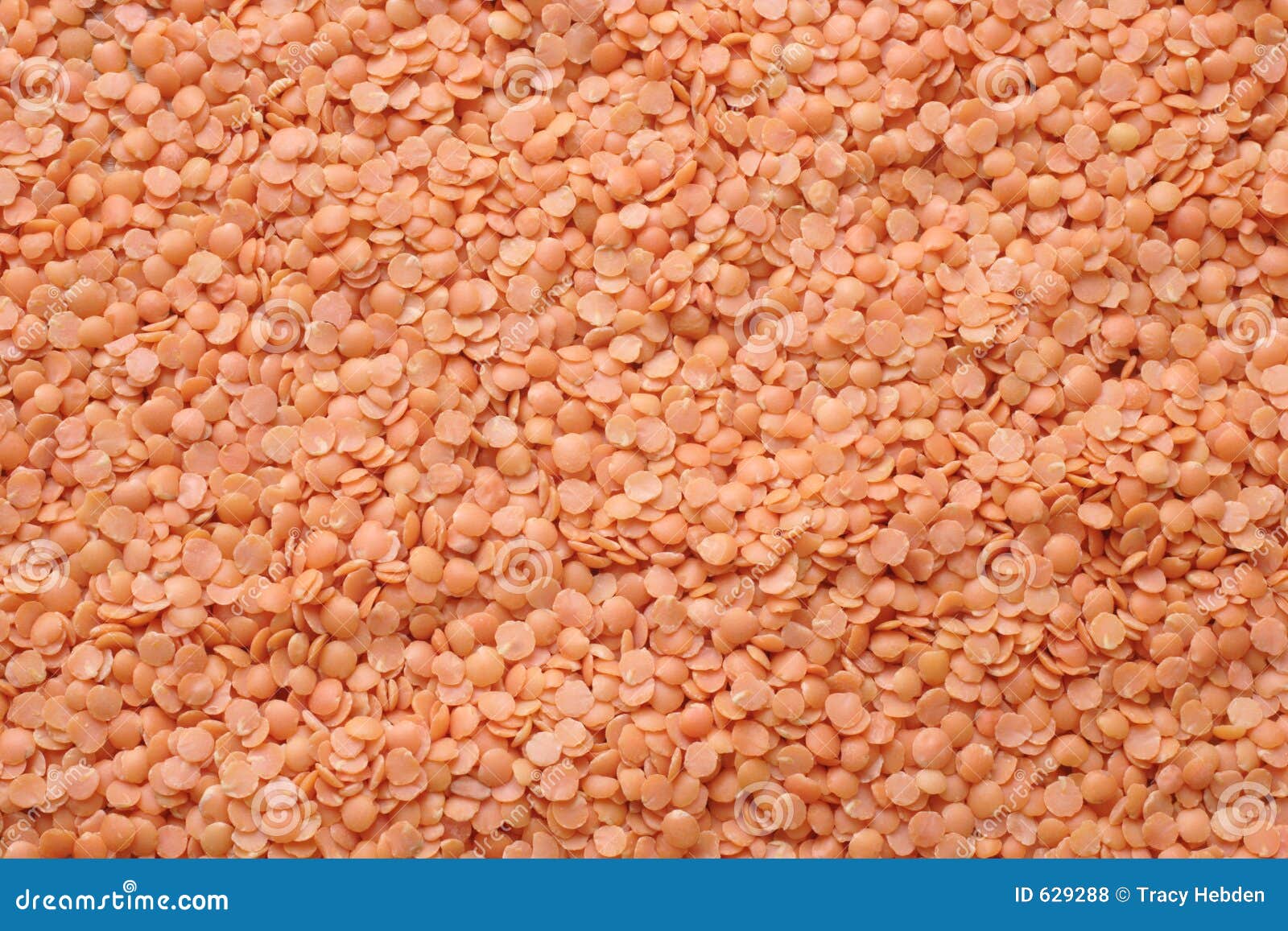 Red split lentils stock photo. Image of pure, split, vegan - 629288