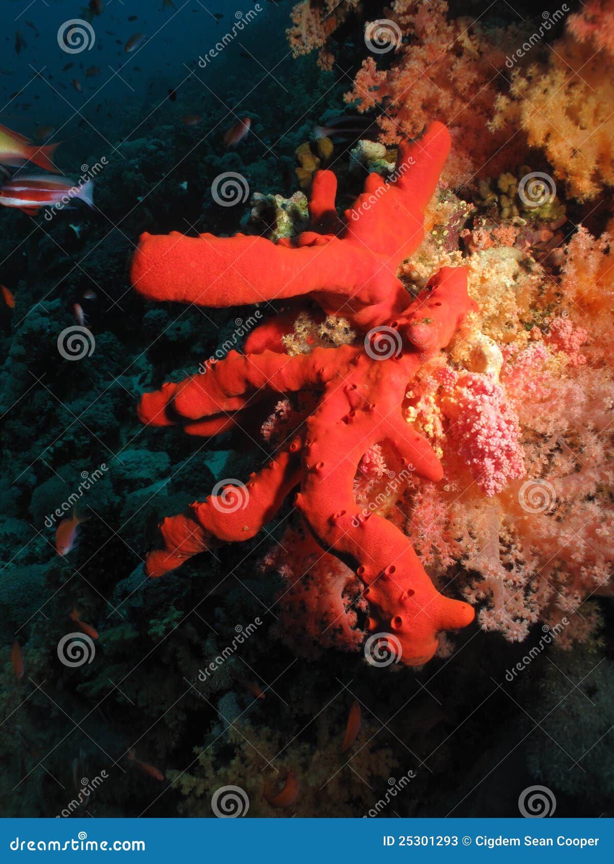 Red Sponge stock image. Image of aquarium, leather, hard - 25301293