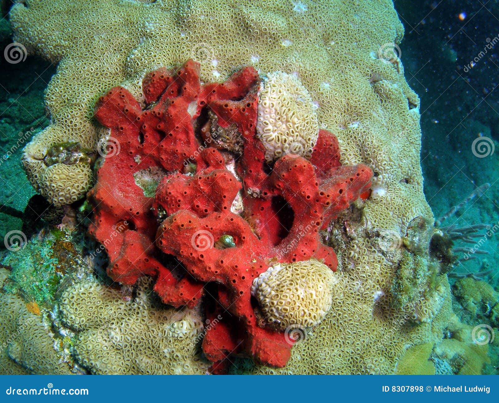 Red sponge stock photo. Image of coral, ocean, saltwater - 8307898