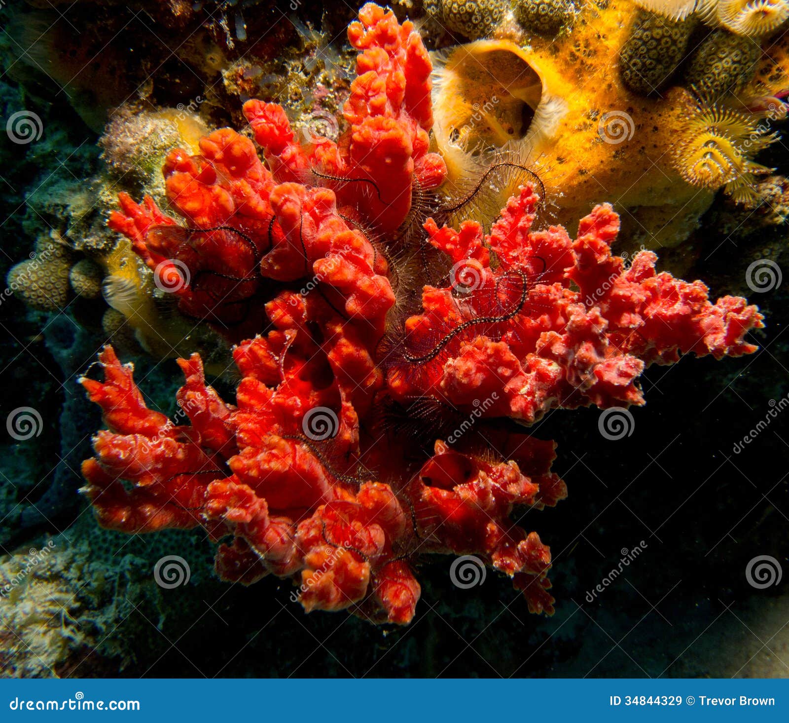 Red Sponge with Brittle Star Stock Image - Image of wall, yellow: 34844329