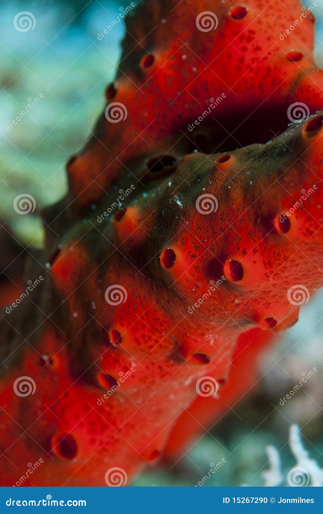 Red sponge coral stock photo. Image of hard, national - 15267290