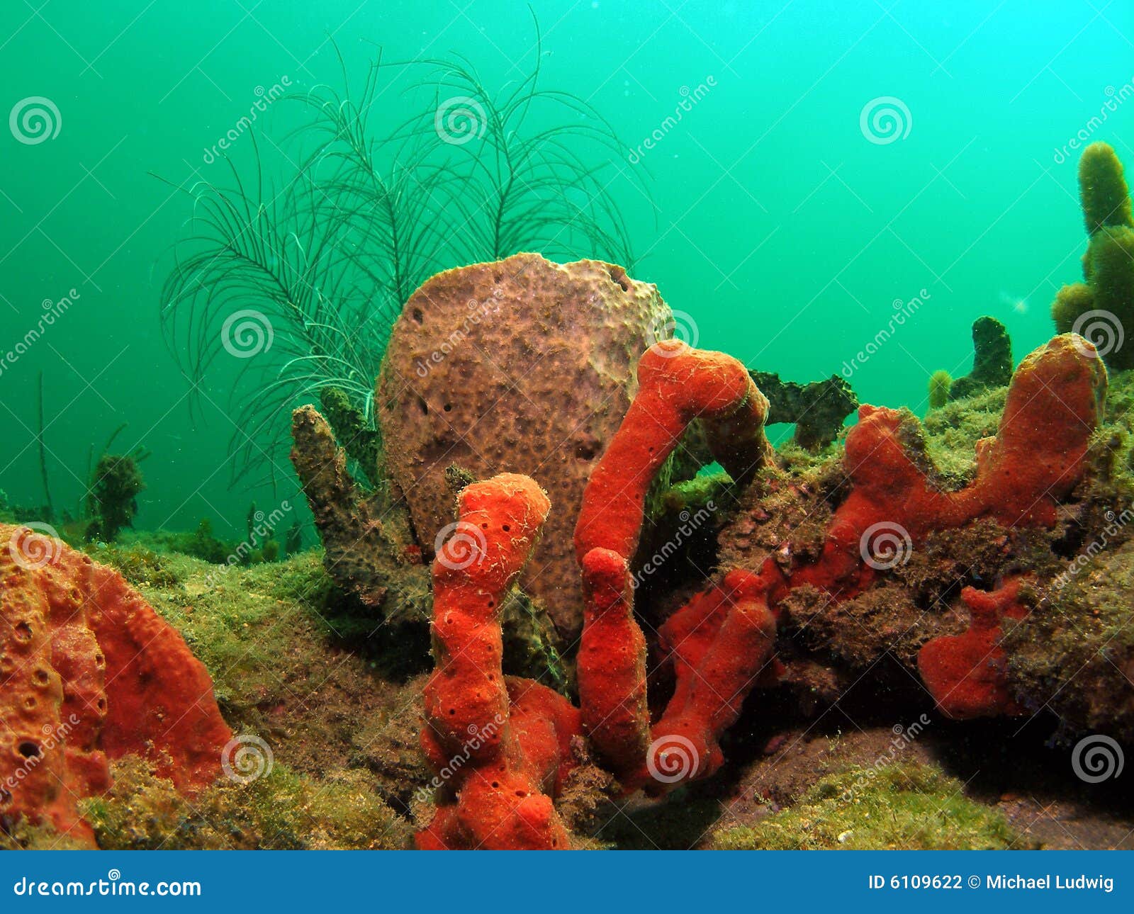 Red Sponge and Sea Plumes stock photo. Image of florida - 6109622