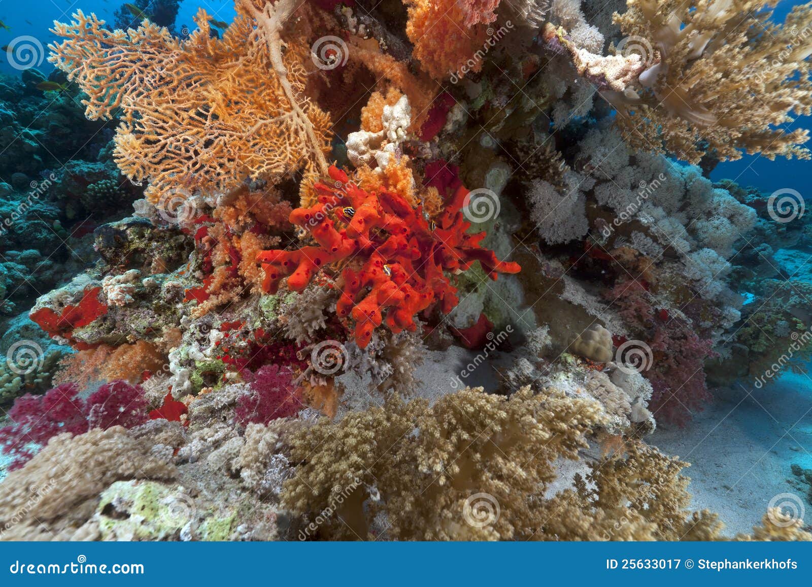 Red Sponge and Tropical Reef in the Red Sea. Stock Image - Image of ...
