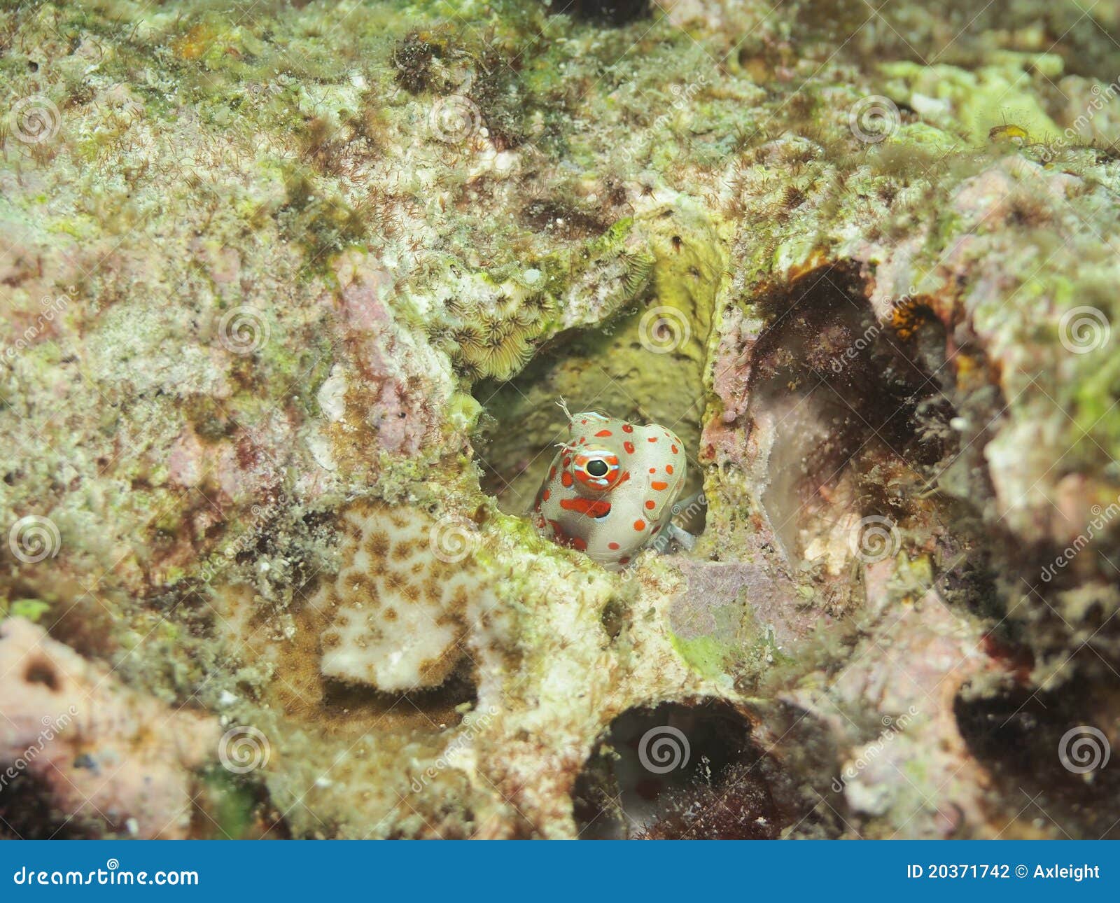 Red-spotted blenny stock photo. Image of bigeye, colorful - 20371742