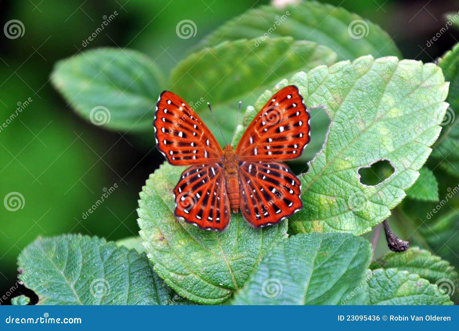 Red spotted butterfly stock photo. Image of punchinello - 23095436