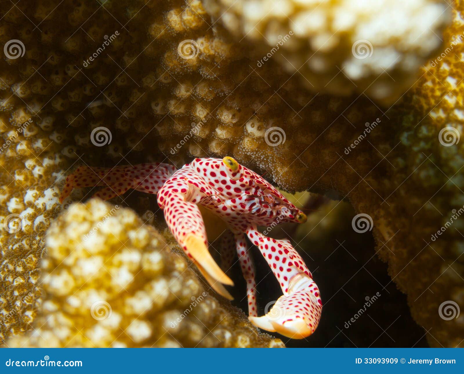 Red-spotted Coral Crab stock image. Image of rufopunctata - 33093909