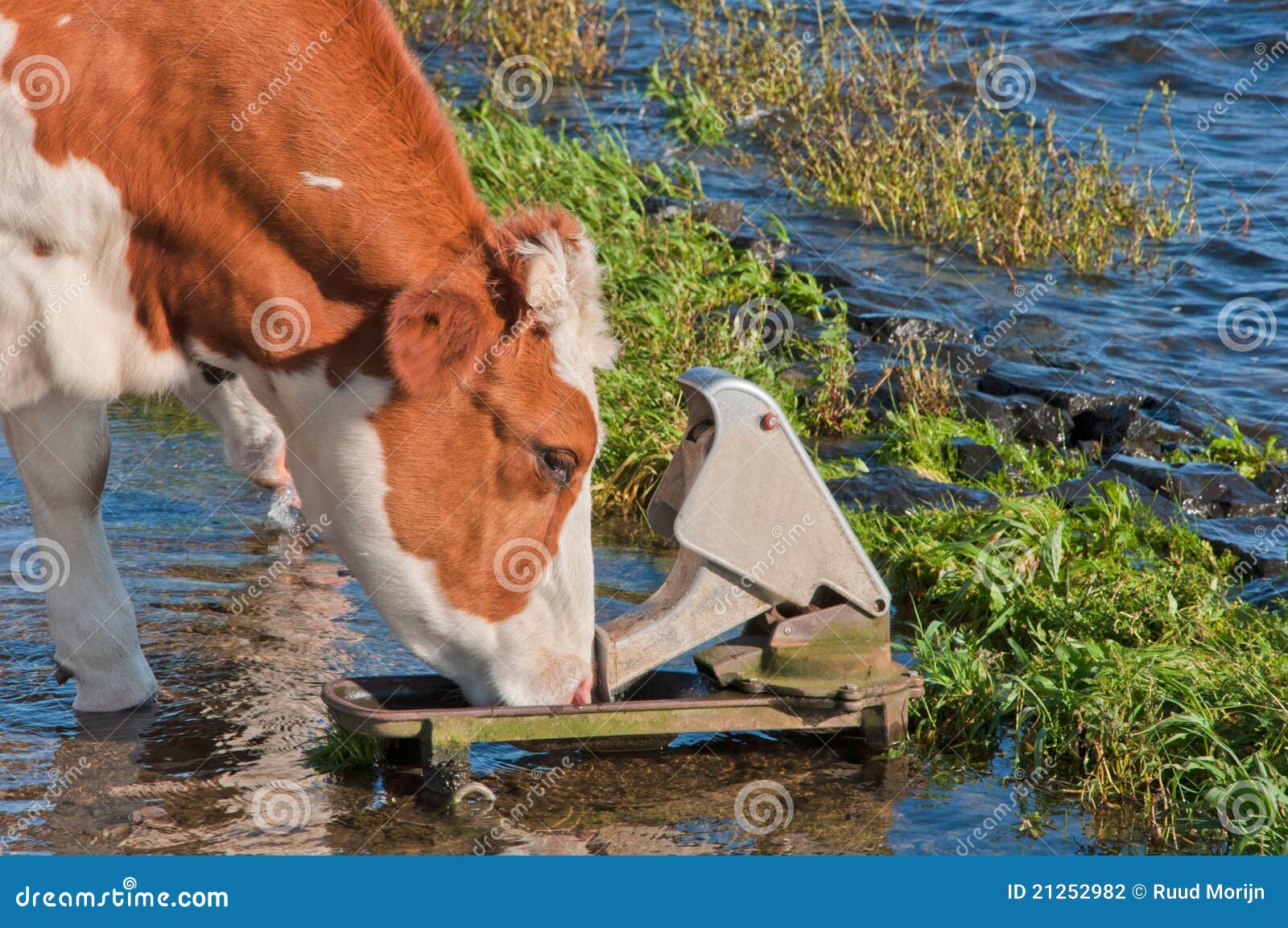Red Spotted Cow Drinking while Standing in Water Stock Photo - Image of ...