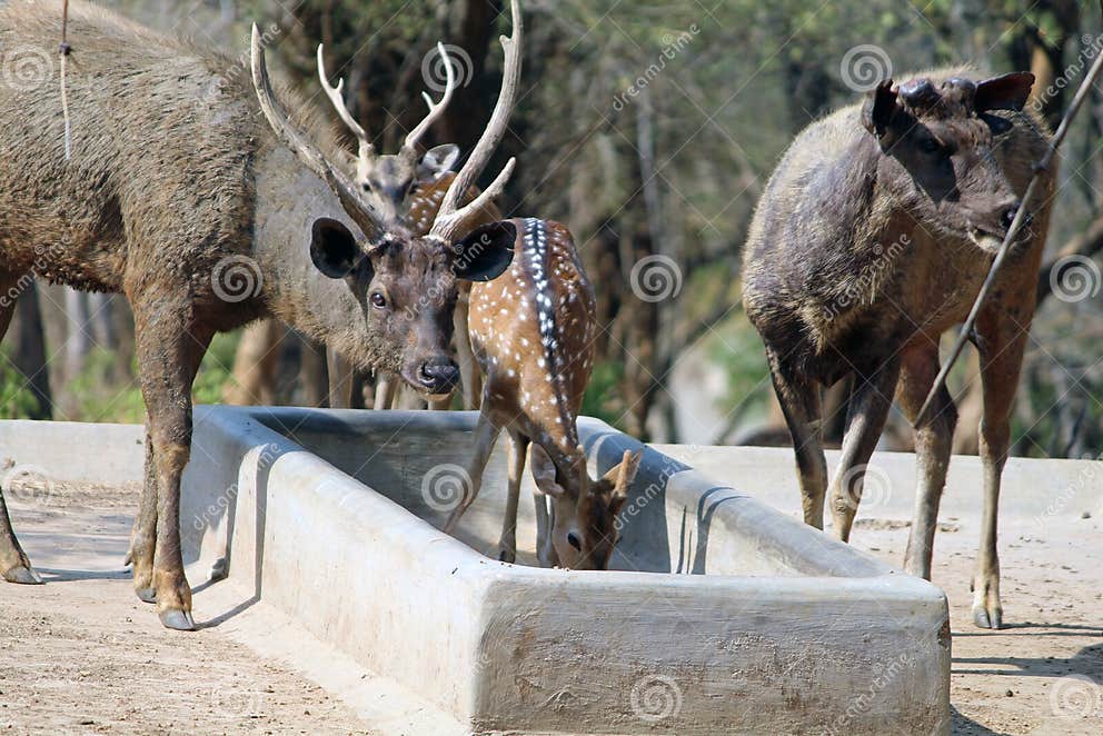 Red and spotted deer stock image. Image of summer, field - 226733471