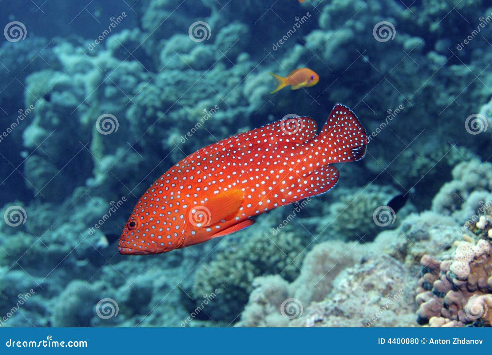 Red Spotted Fish stock photo. Image of water, underwater - 4400080